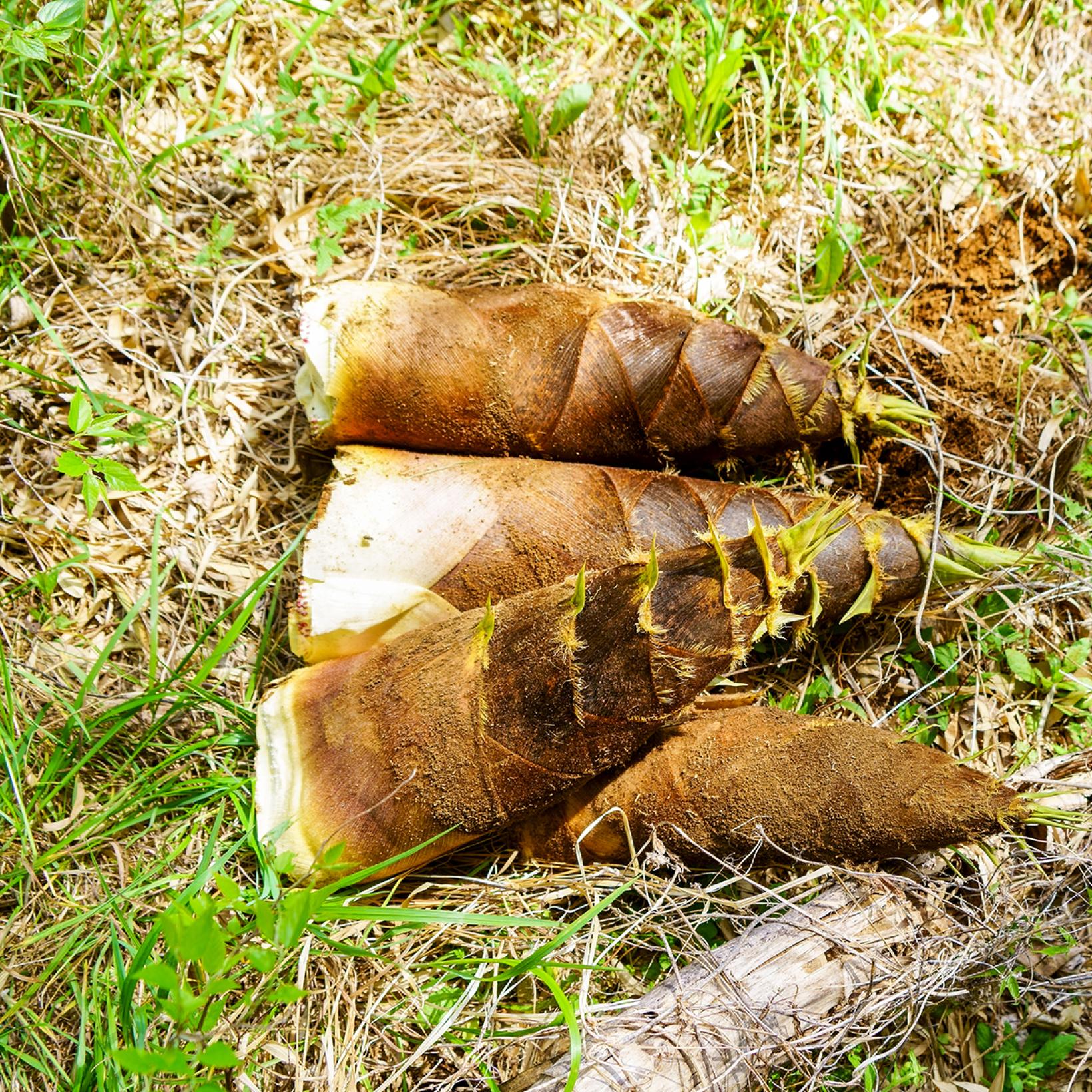Phyllostachys edulis (pubescens) - Bambou Moso ou d'hiver - Bambou géant
