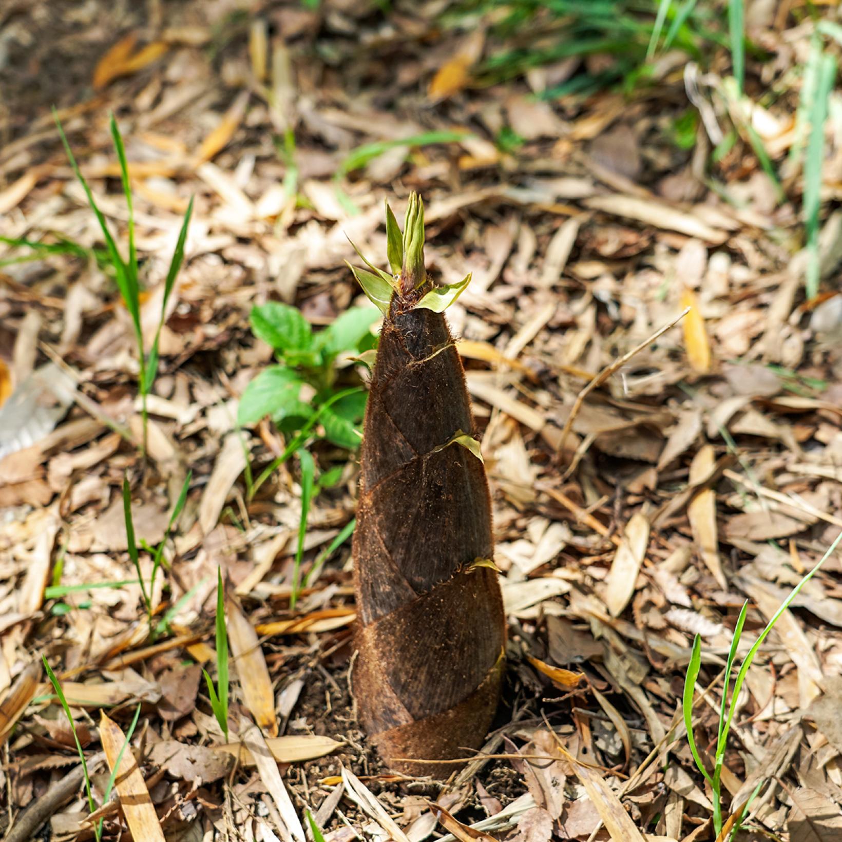 Phyllostachys edulis (pubescens) - Bambou Moso ou d'hiver - Bambou géant