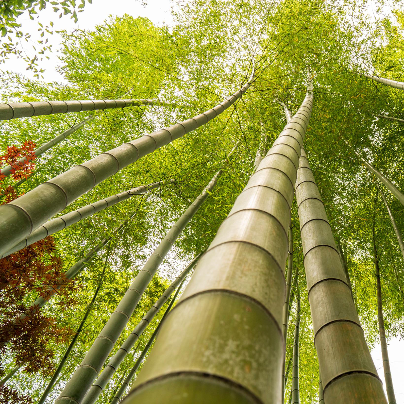Phyllostachys edulis (pubescens) - Bambou Moso ou d'hiver - Bambou géant