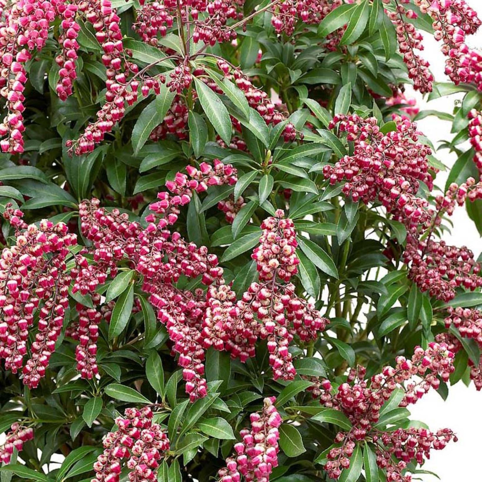 Pieris Japonica Passion - Andromède du Japon à fleurs rose-rouge