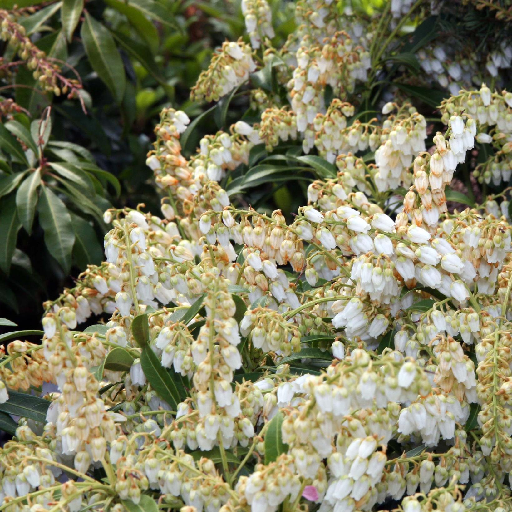 Pieris Japonica Purity - Andromède du Japon à fleurs blanc pur