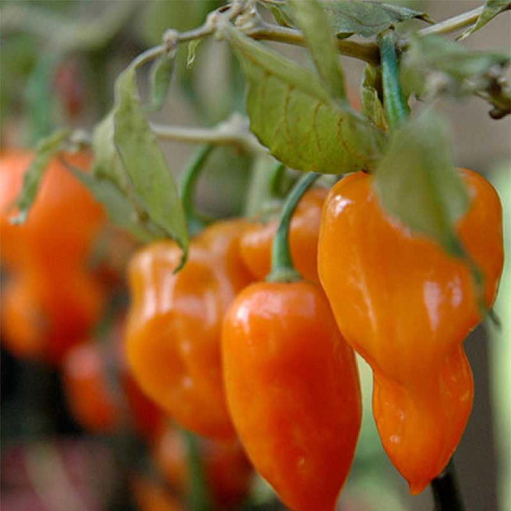 Piment Petit Marseillais - Capsicum annuum - Poivron - Piment doux