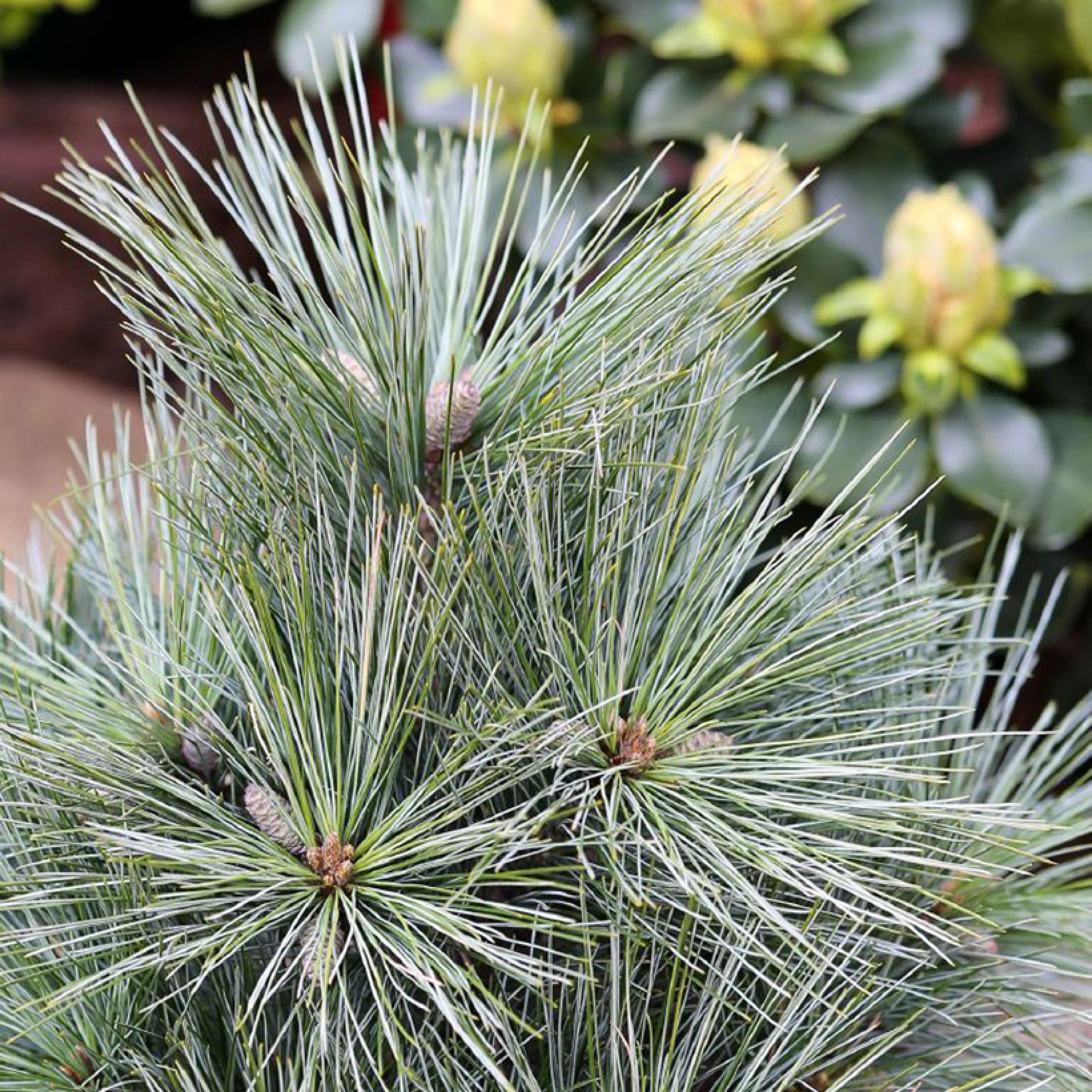 Pinus strobus Mary Butler - Pin de Weymouth nain au port arrondi