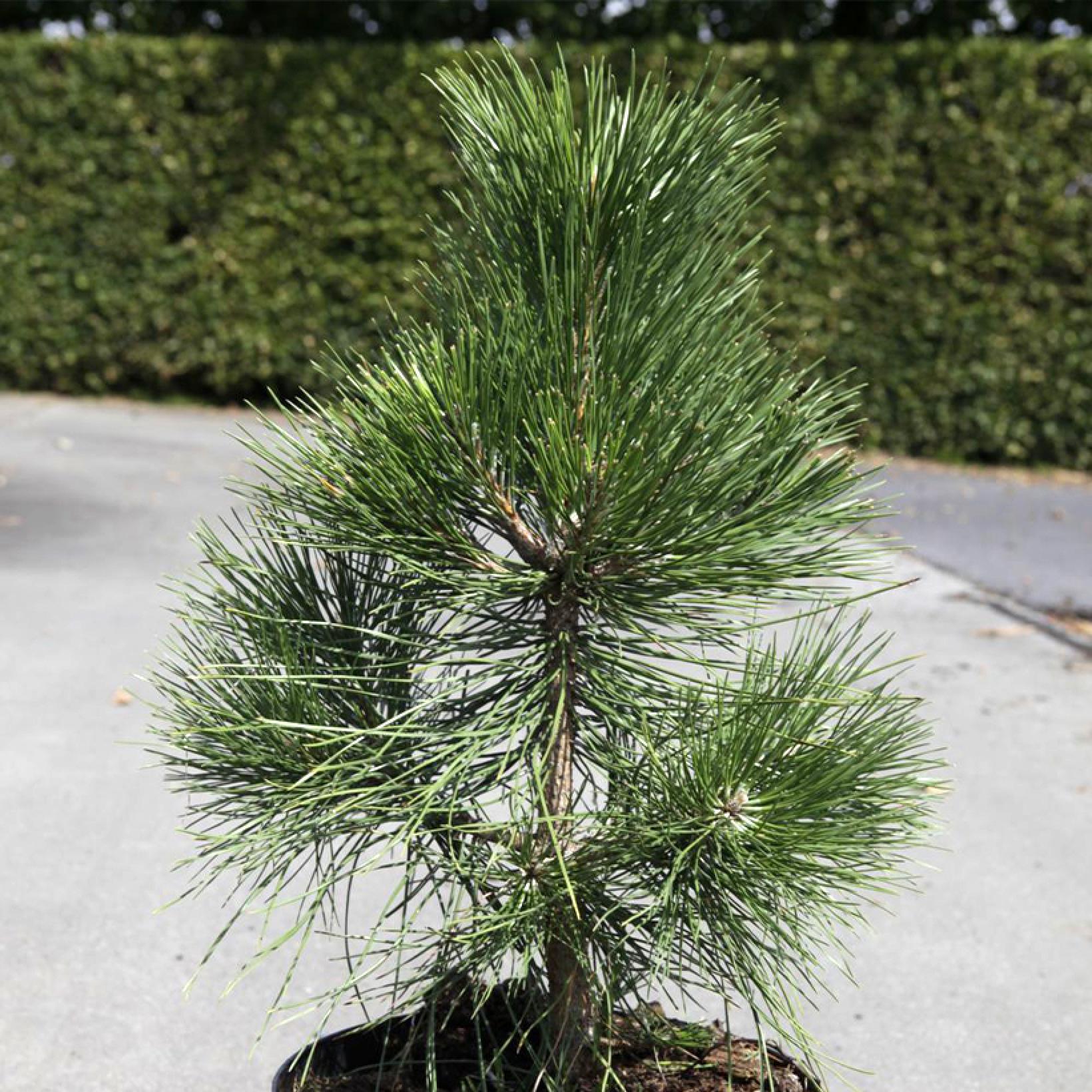 Pinus nigra nigra - Pin noir d'Autriche, grand conifère à croissance rapide