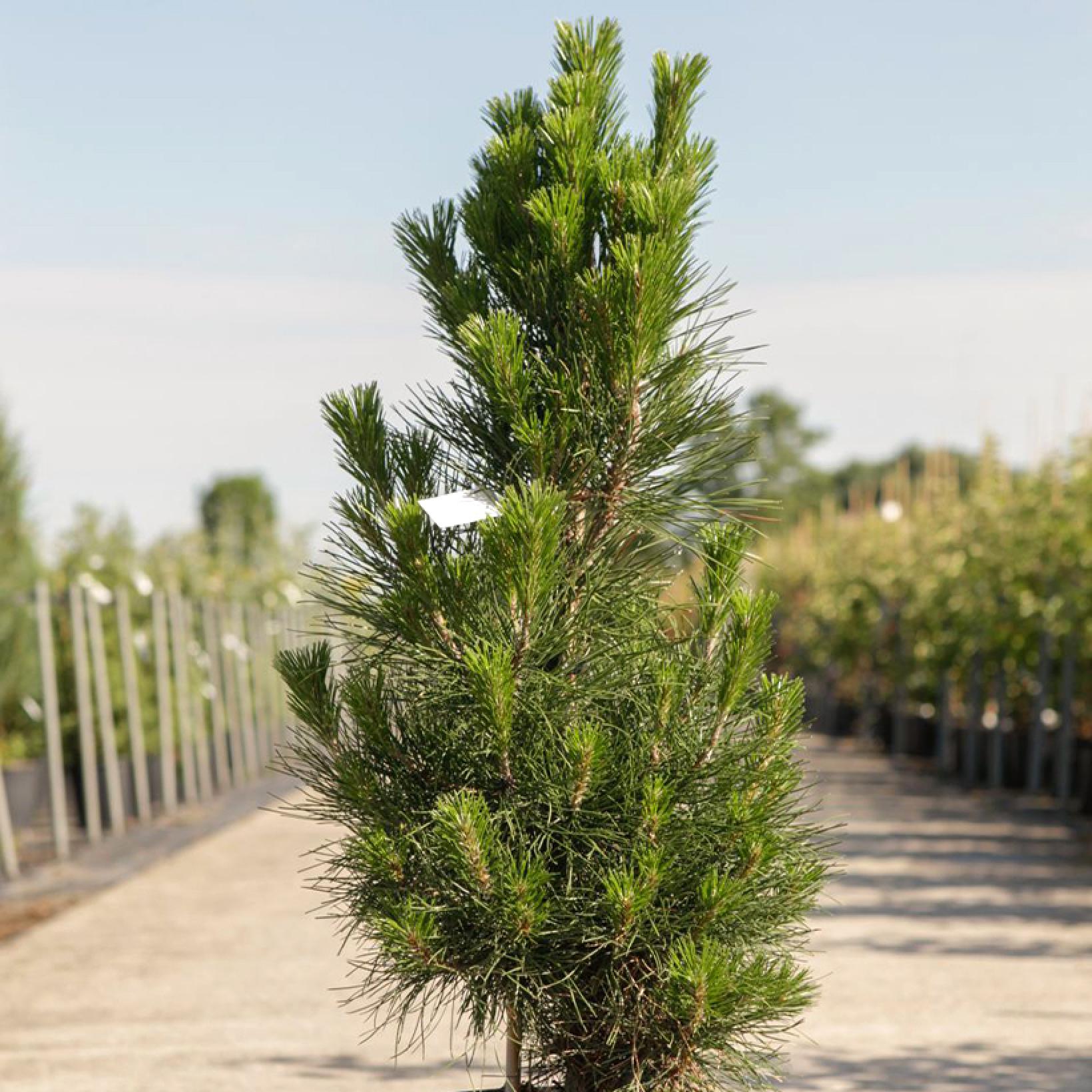 Pinus nigra nigra - Pin noir d'Autriche, grand conifère à croissance rapide