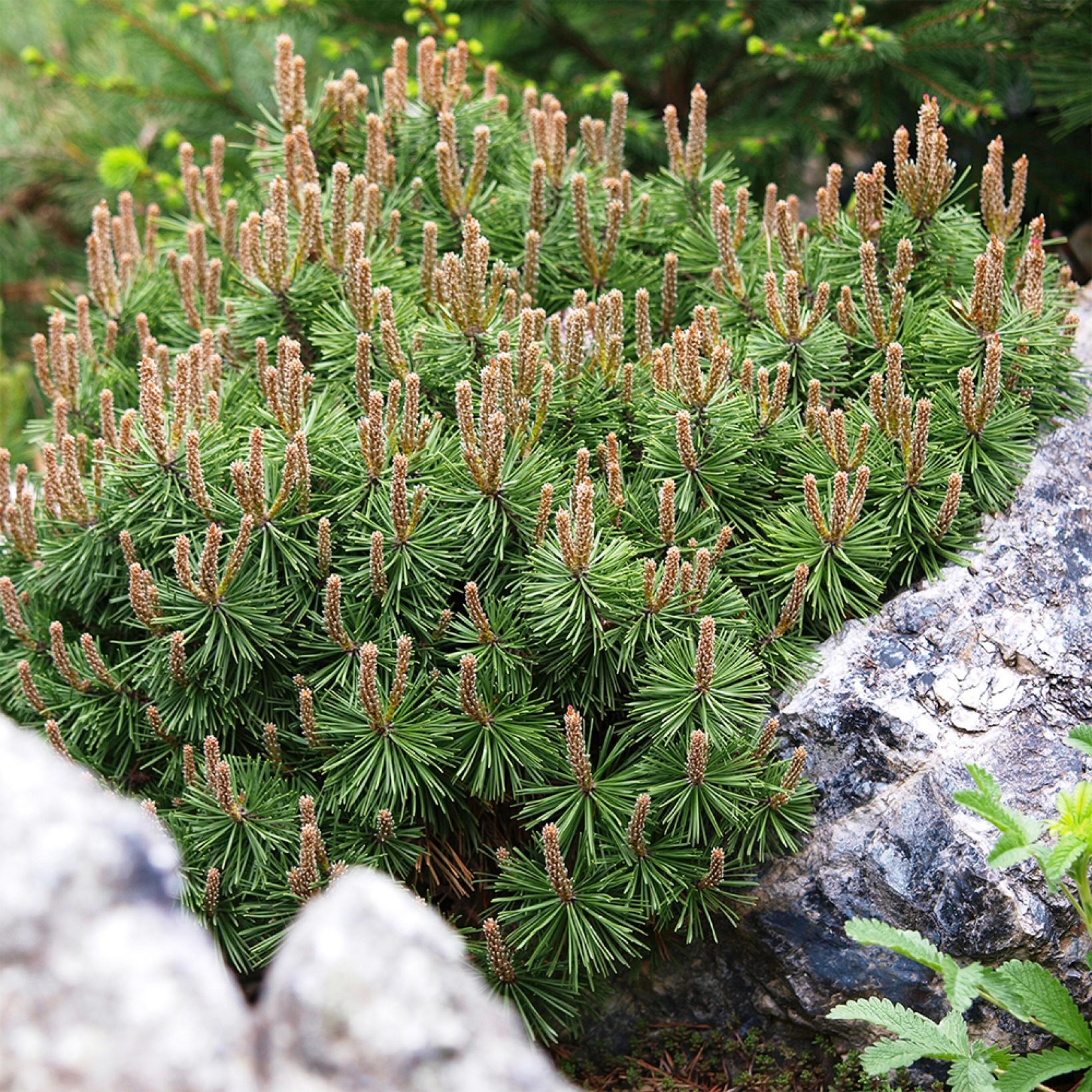 Pinus mugo Mops - Pin des montagnes dense au port presque sphérique
