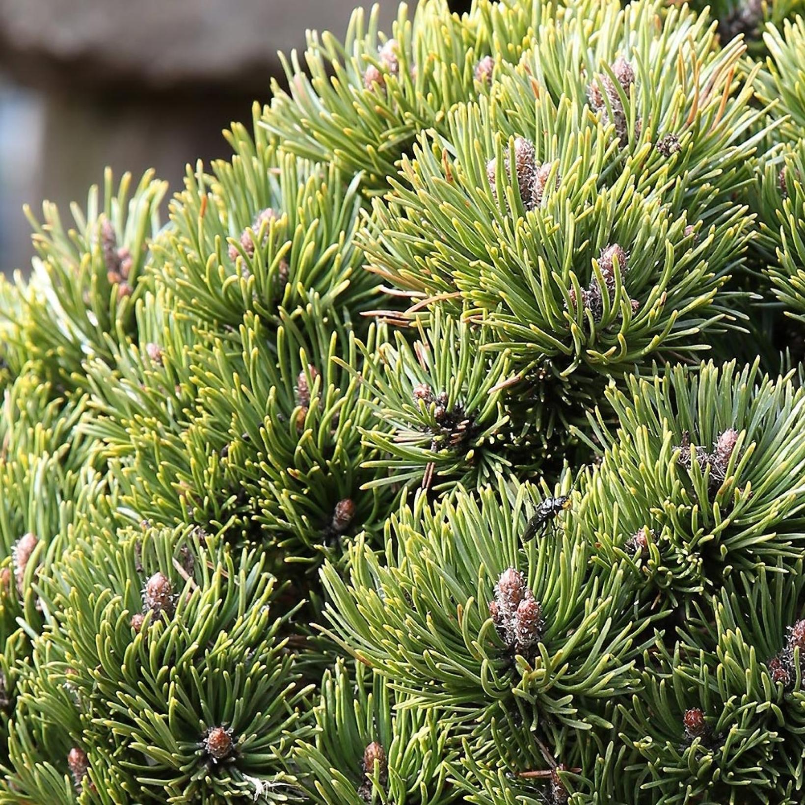 Pinus mugo Picobello - Pin des montagnes, un conifère nain en boule ...