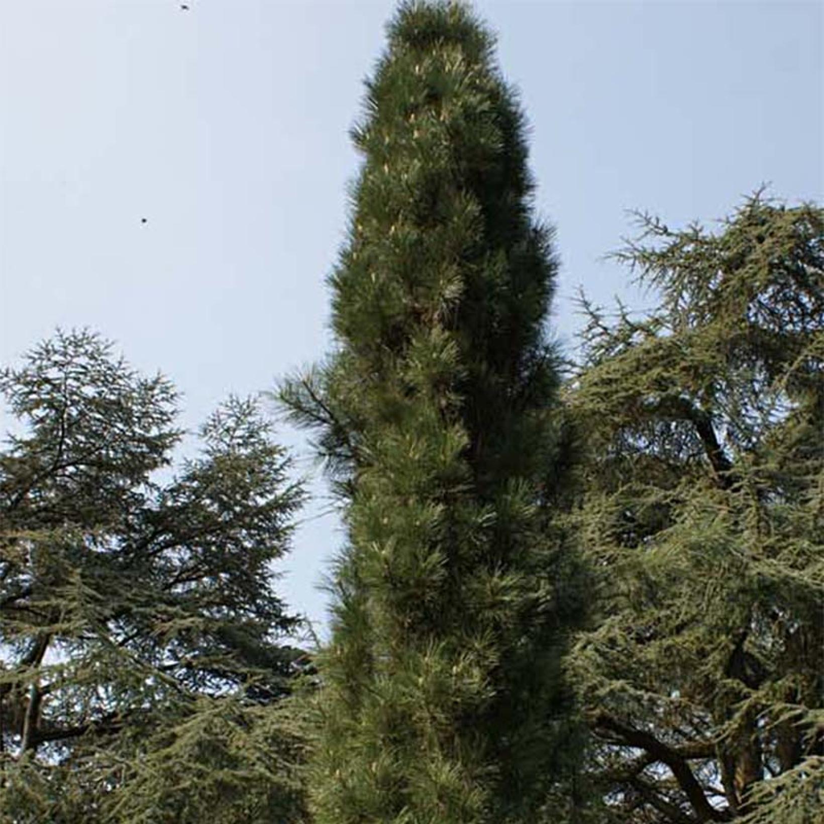 Pinus nigra Molette - Pin d’Autriche, un conifère élégant vert foncé