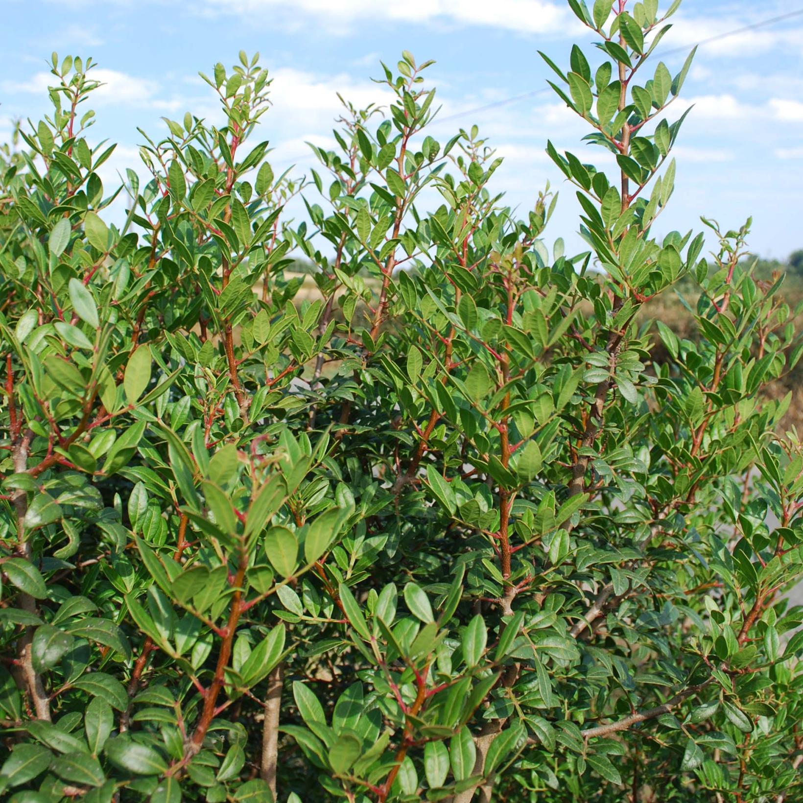 lentisque-pistachier-pistacia-lentiscus-arbuste-persistant-aromatique