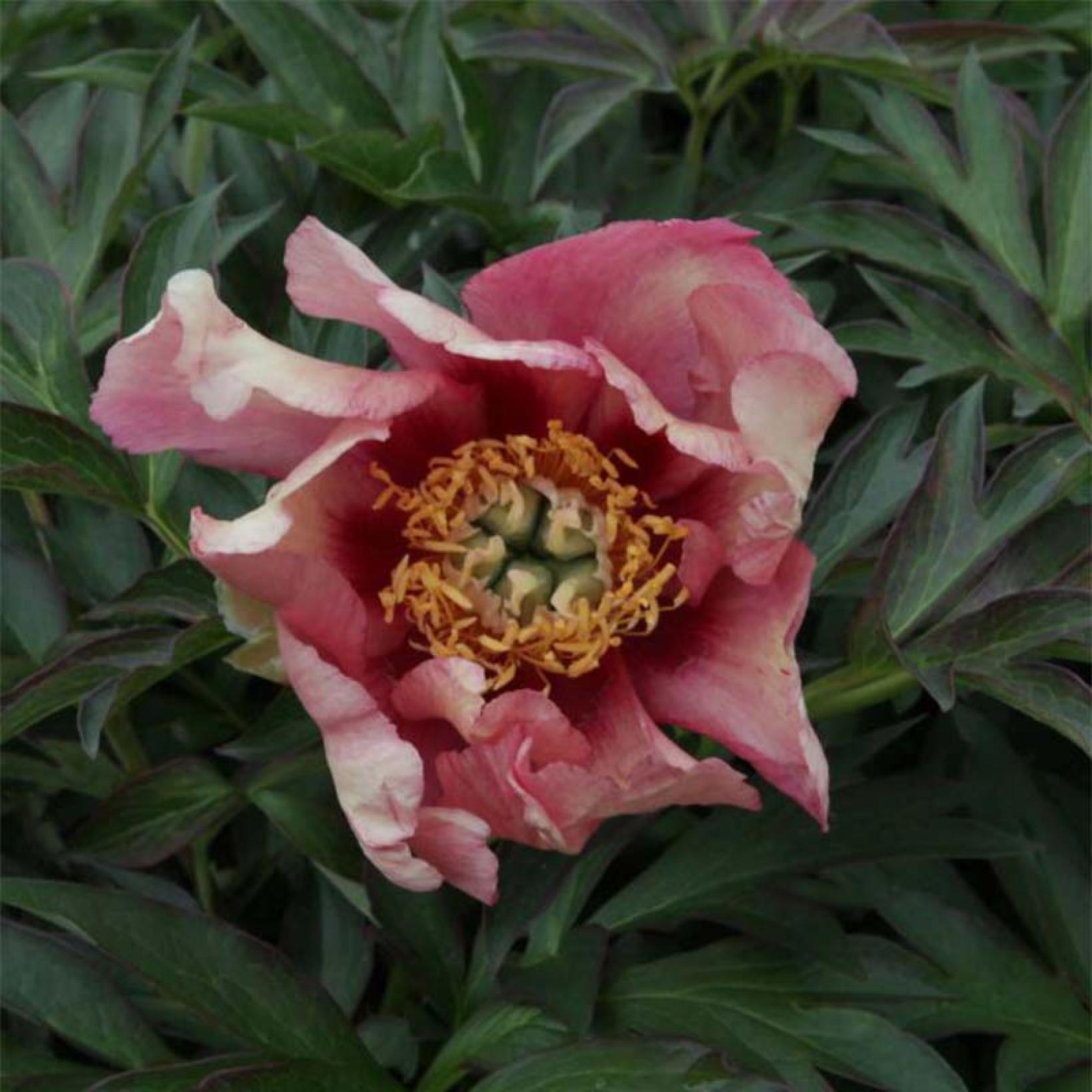 Pivoine Itoh Pastel Splendor - Une pivoine herbacée aux tons pastel de ...