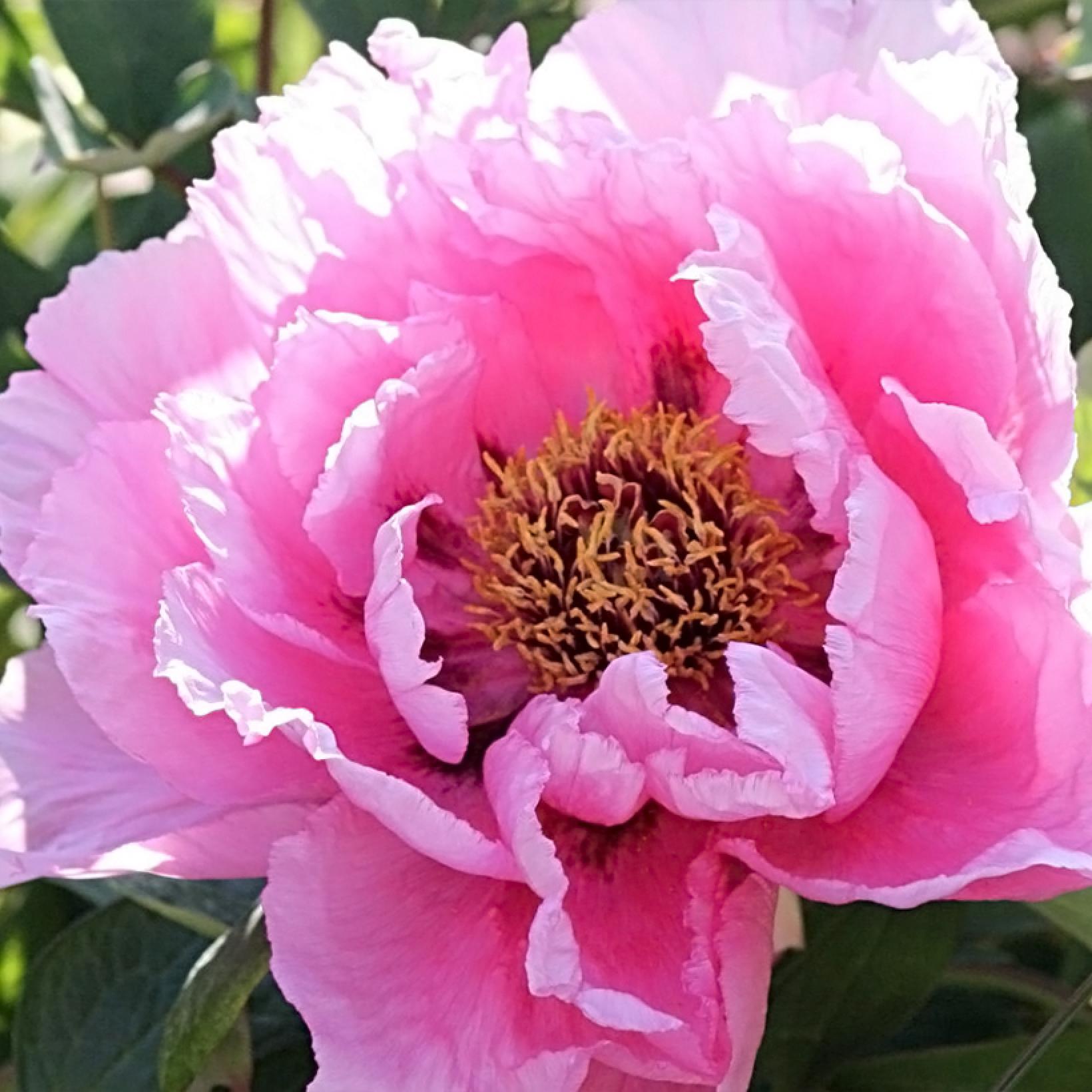 Paeonia suffruticosa Rou Fu Rong - Pivoine arbustive semi doubles rose ...