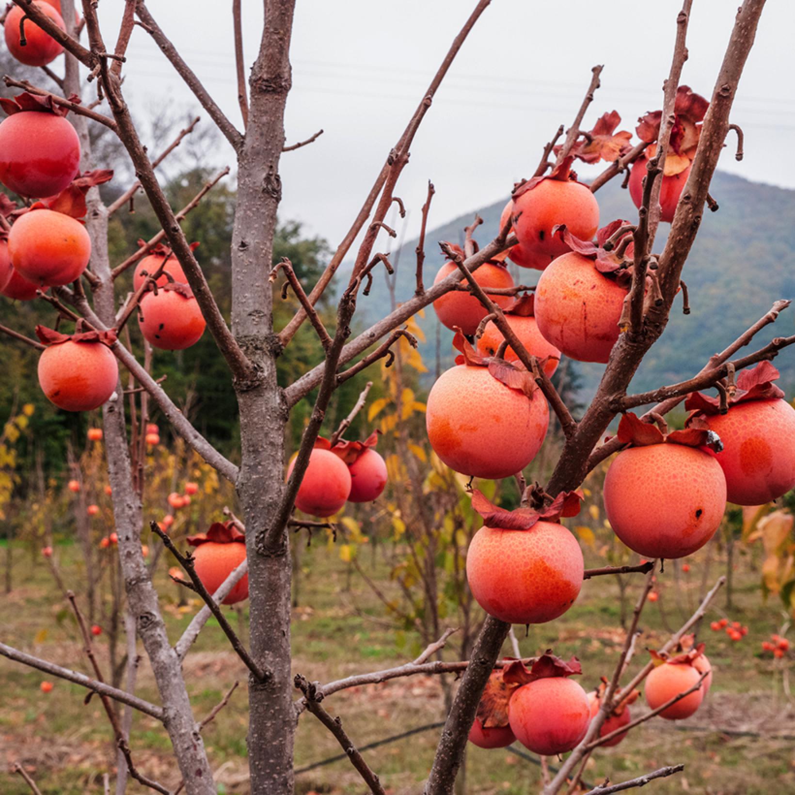 Diospyros kaki Nikita’s Gift - Plaqueminier - variété autofertile ...