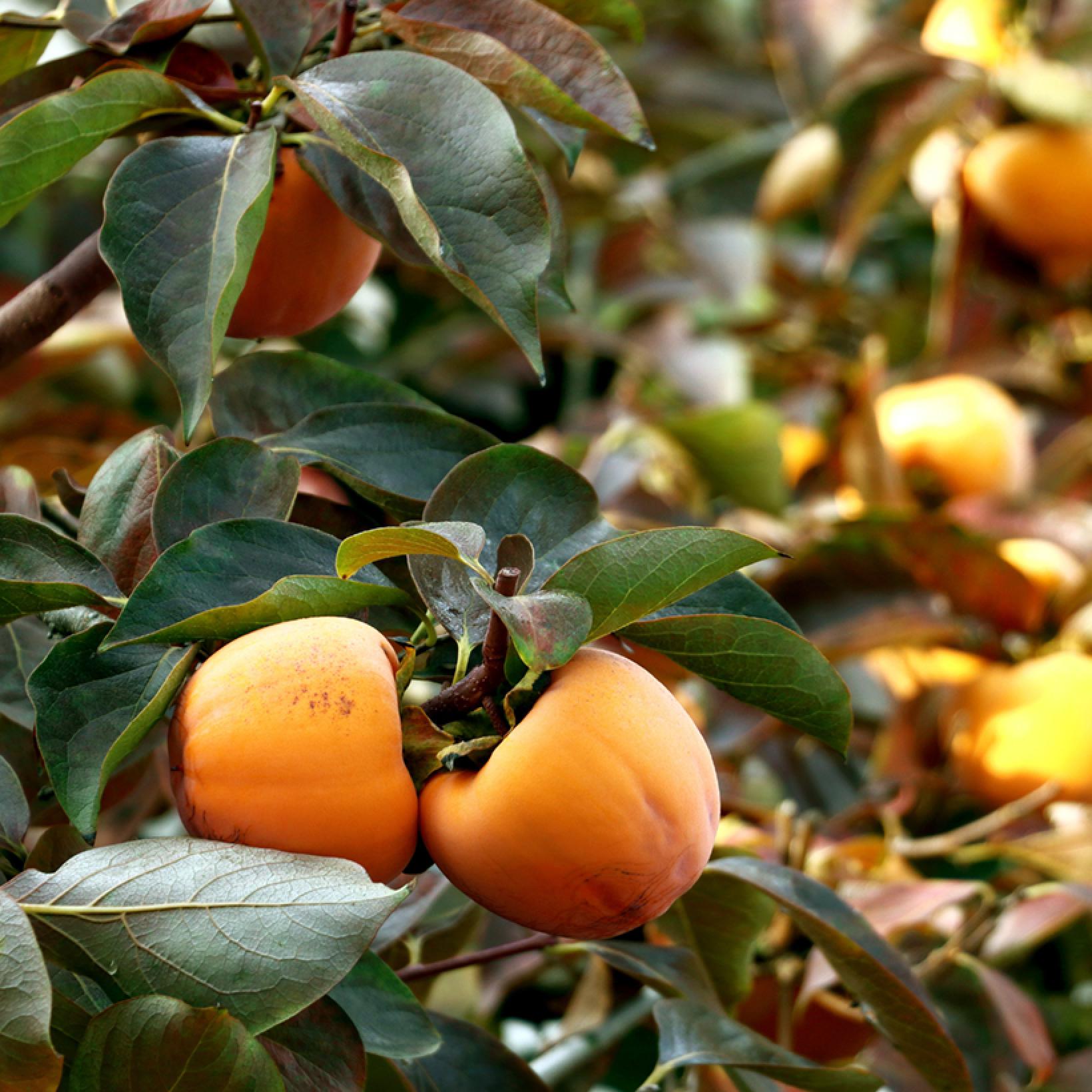 Diospyros kaki Ragno - Plaqueminier - variété compacte - Kakis au goût ...
