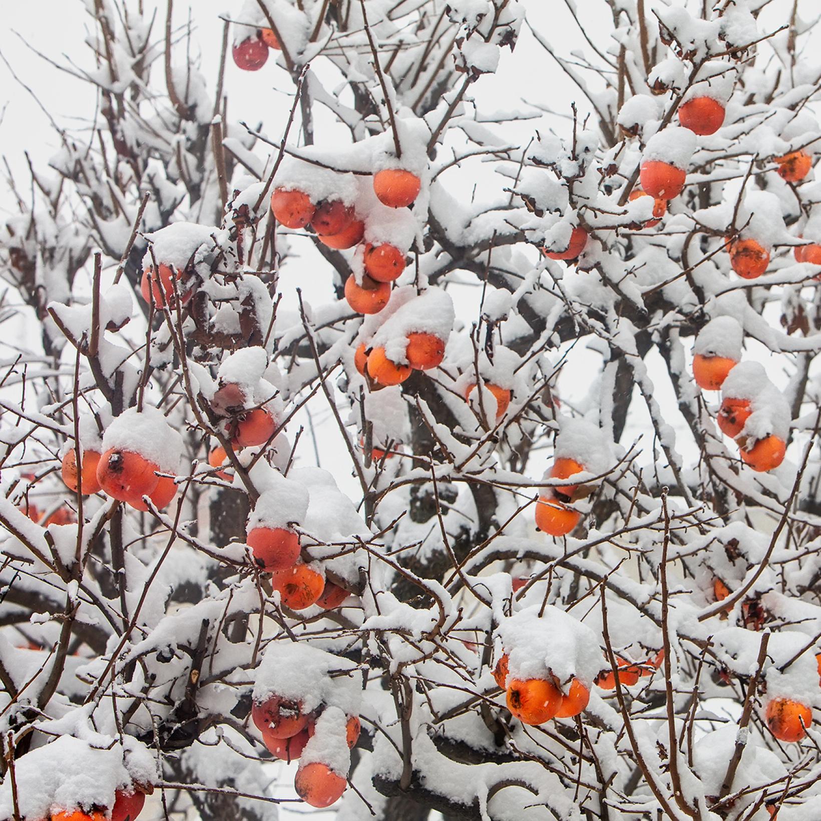 Diospyros lotus - Kaki - Plaqueminier lotier - Arbre ornemental et ...
