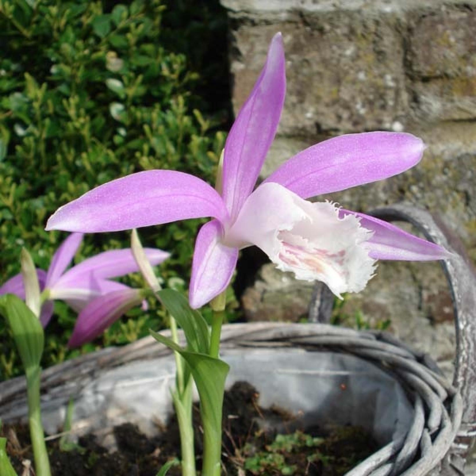 Pleione formosana - Orchidée terrestre de Formose, à fleurs roses et ...