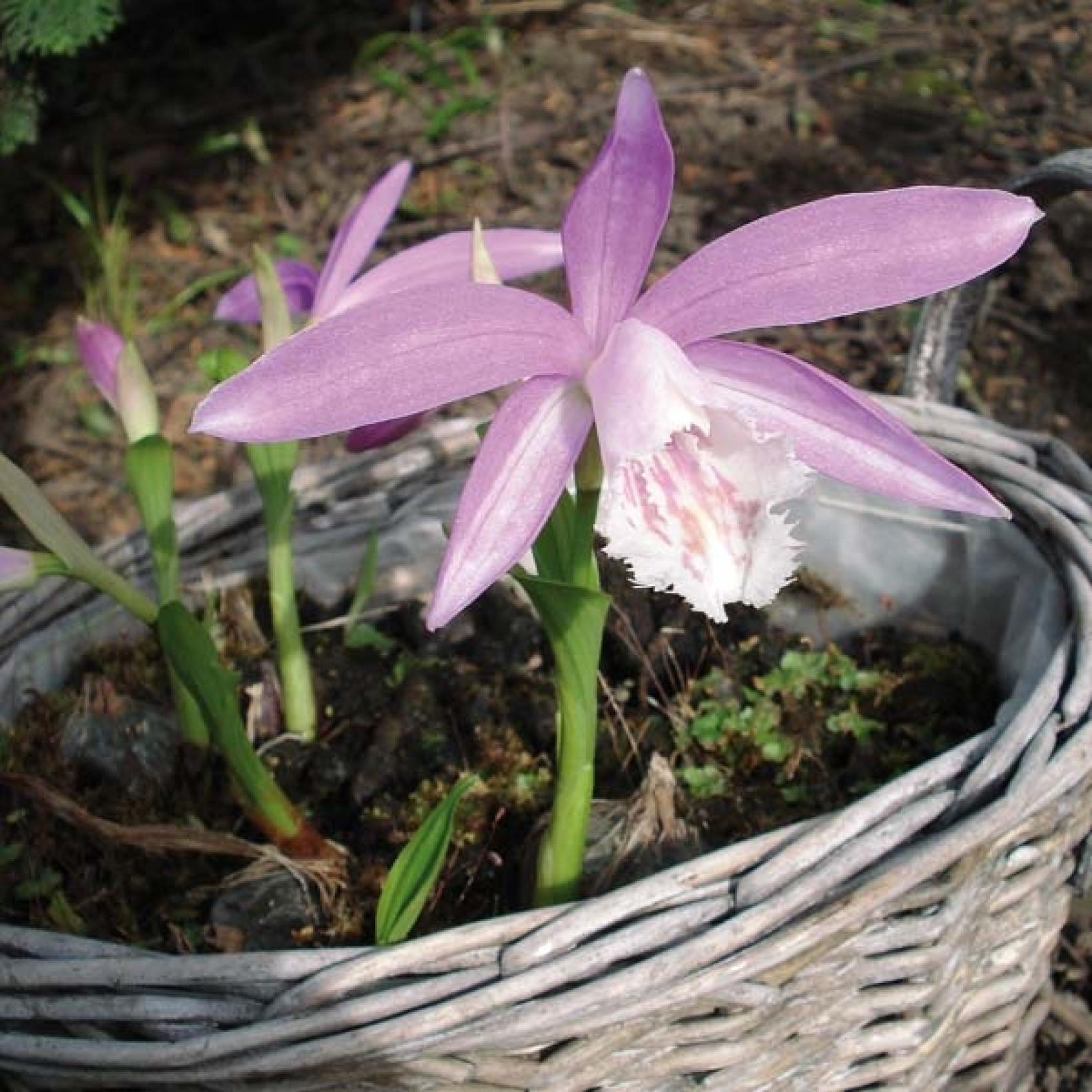 Pleione formosana - Orchidée terrestre de Formose, à fleurs roses et ...