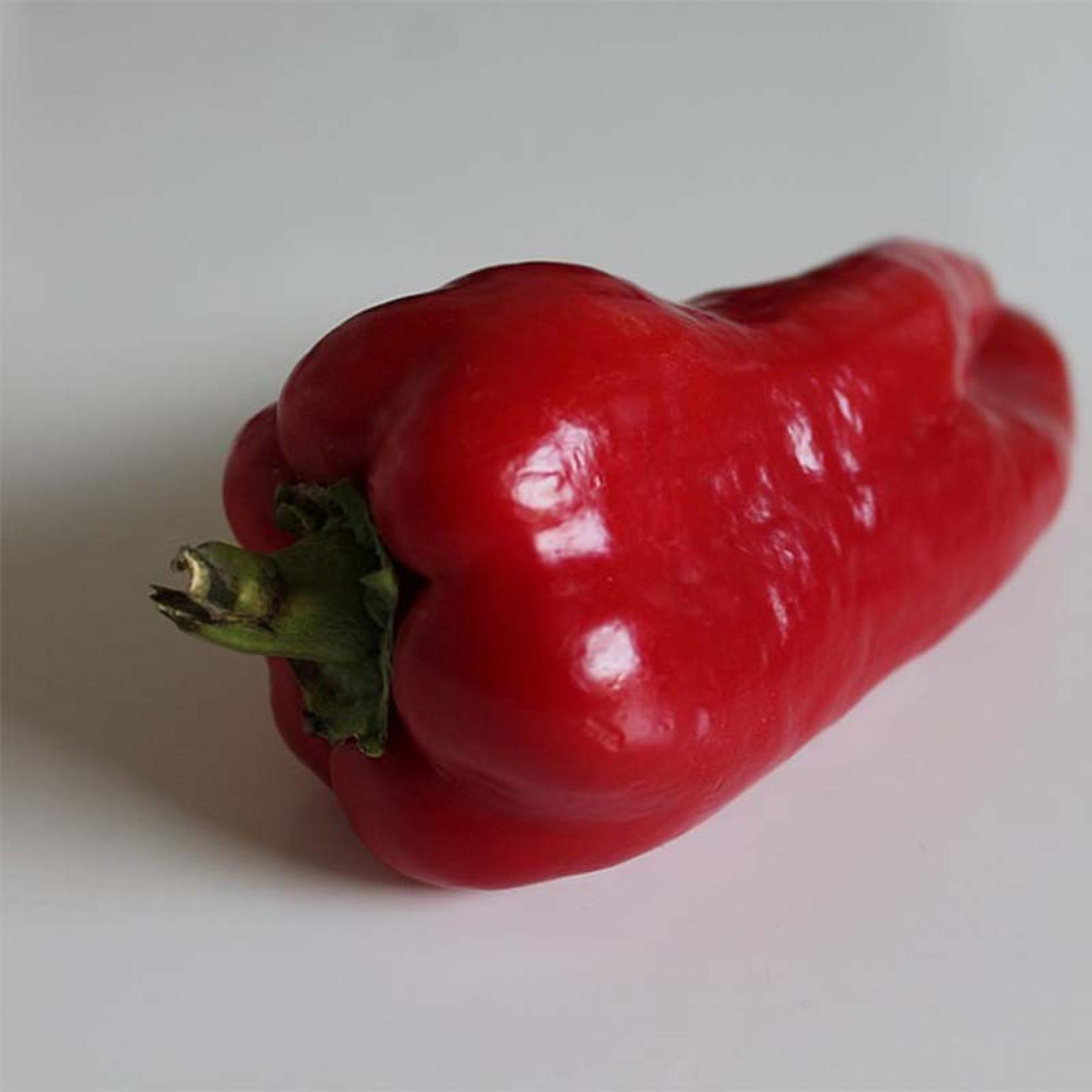 Poivron rouge Lamuyo F1 en plants GREFFES - Capsicum annuum
