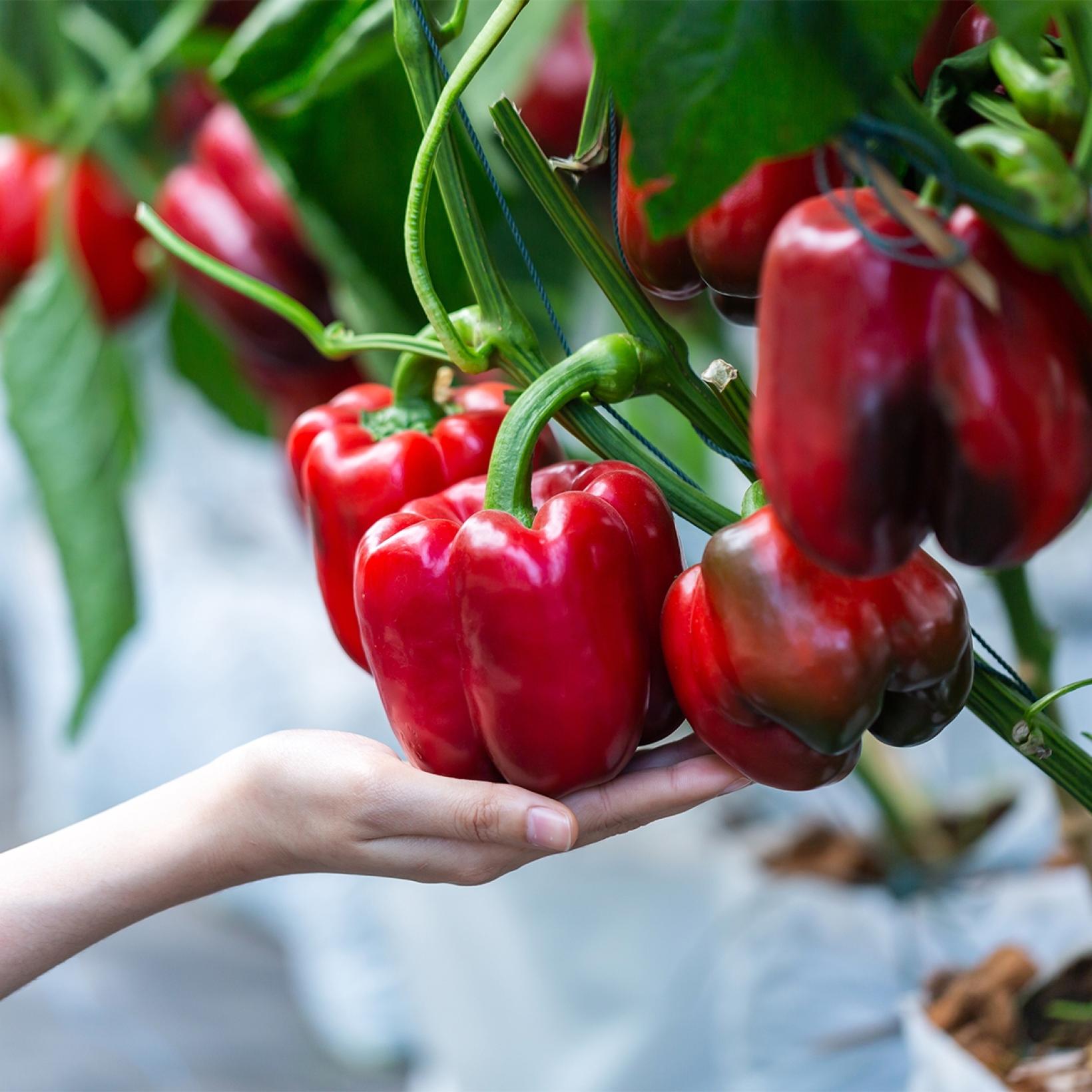 Poivron rouge Jericho F1 en plants GREFFES BIO - Capsicum annuum