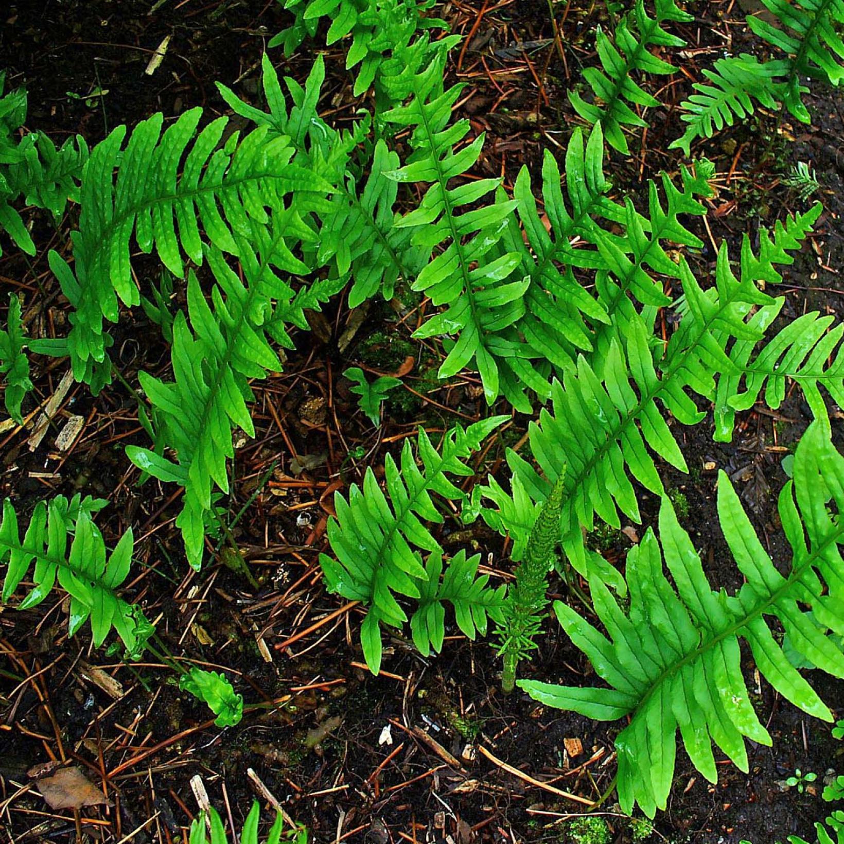 Fougère - Polypodium vulgare - Polypode commun - Une petite fougère ...