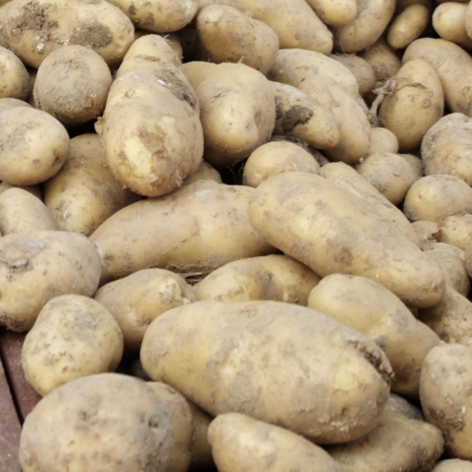 Pomme de terre Pompadour - Plants potagers