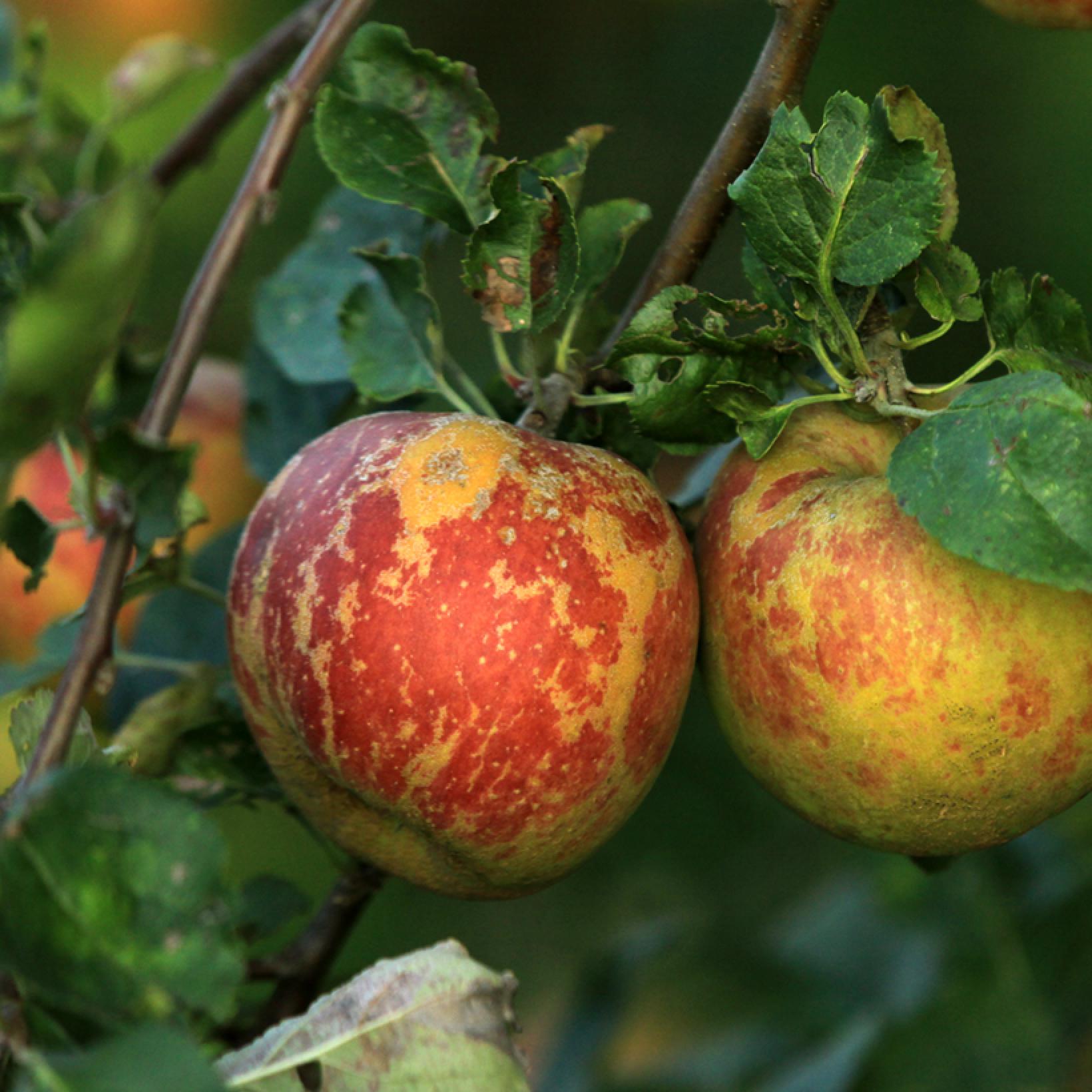 Pommier Chailleux - Drap d’Or - Reinette de Melesse - Malus domestica ...