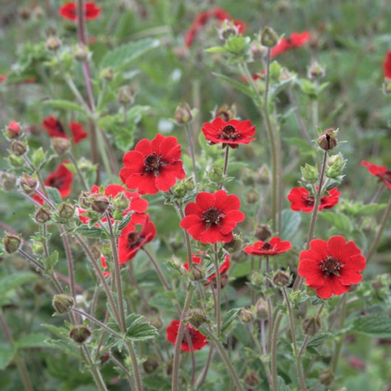 Potentilla Gibson's Scarlet - Potentille - Vivace couvre sol à fleurs rouge