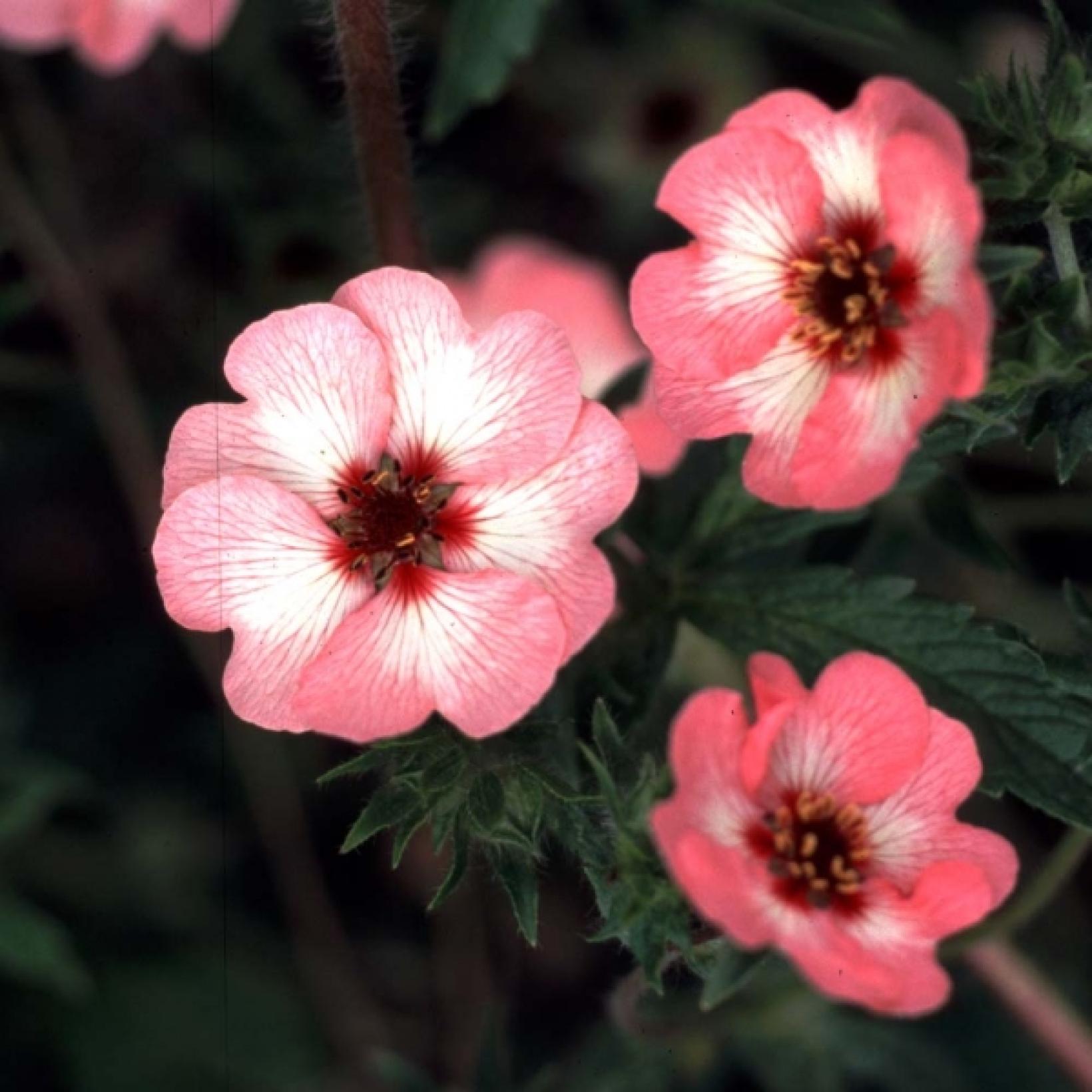 Potentilla hopwoodiana - Potentille - Une vivace aux charmantes fleurs ...