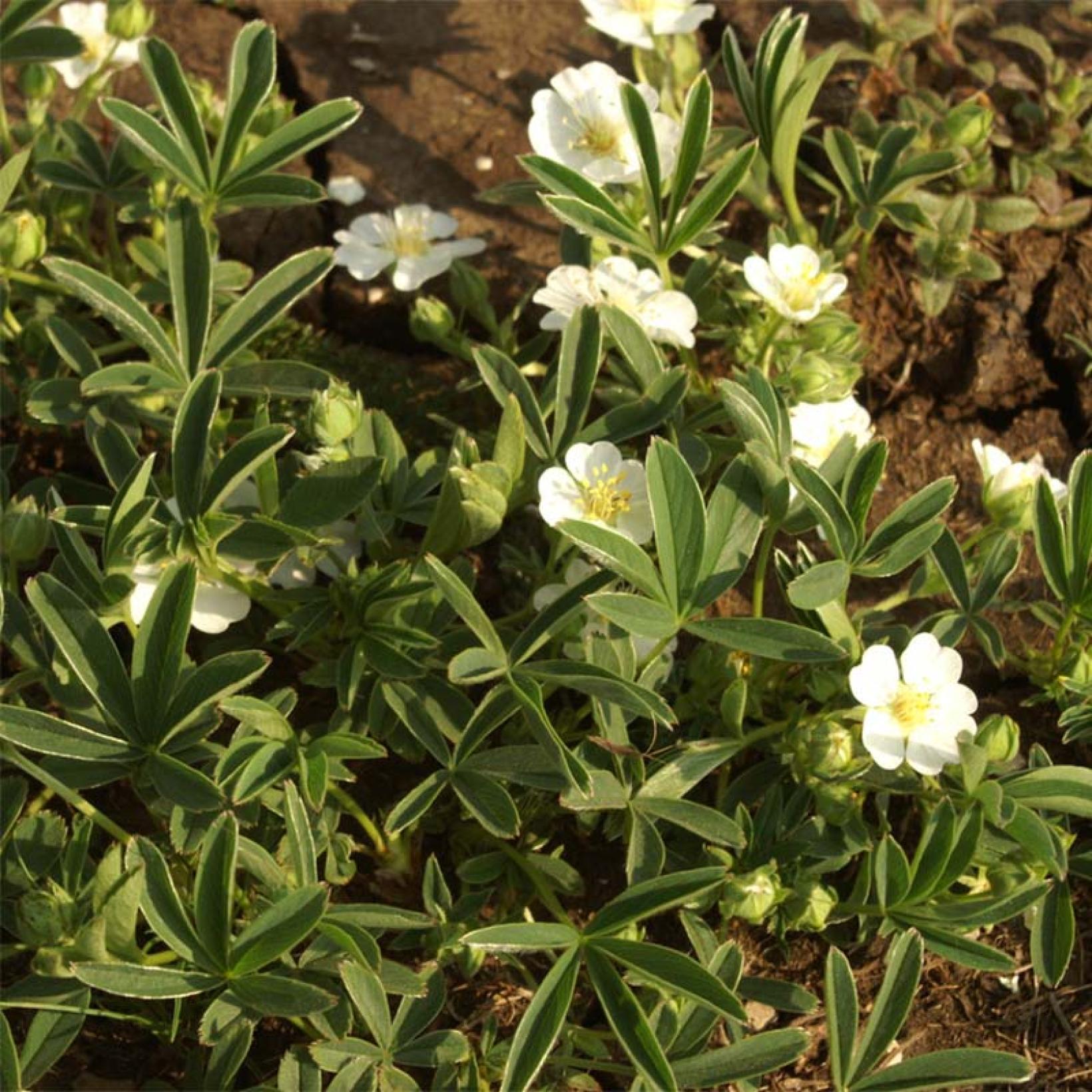 Potentilla alba - Potentille blanche - Une jolie vivace couvre sol