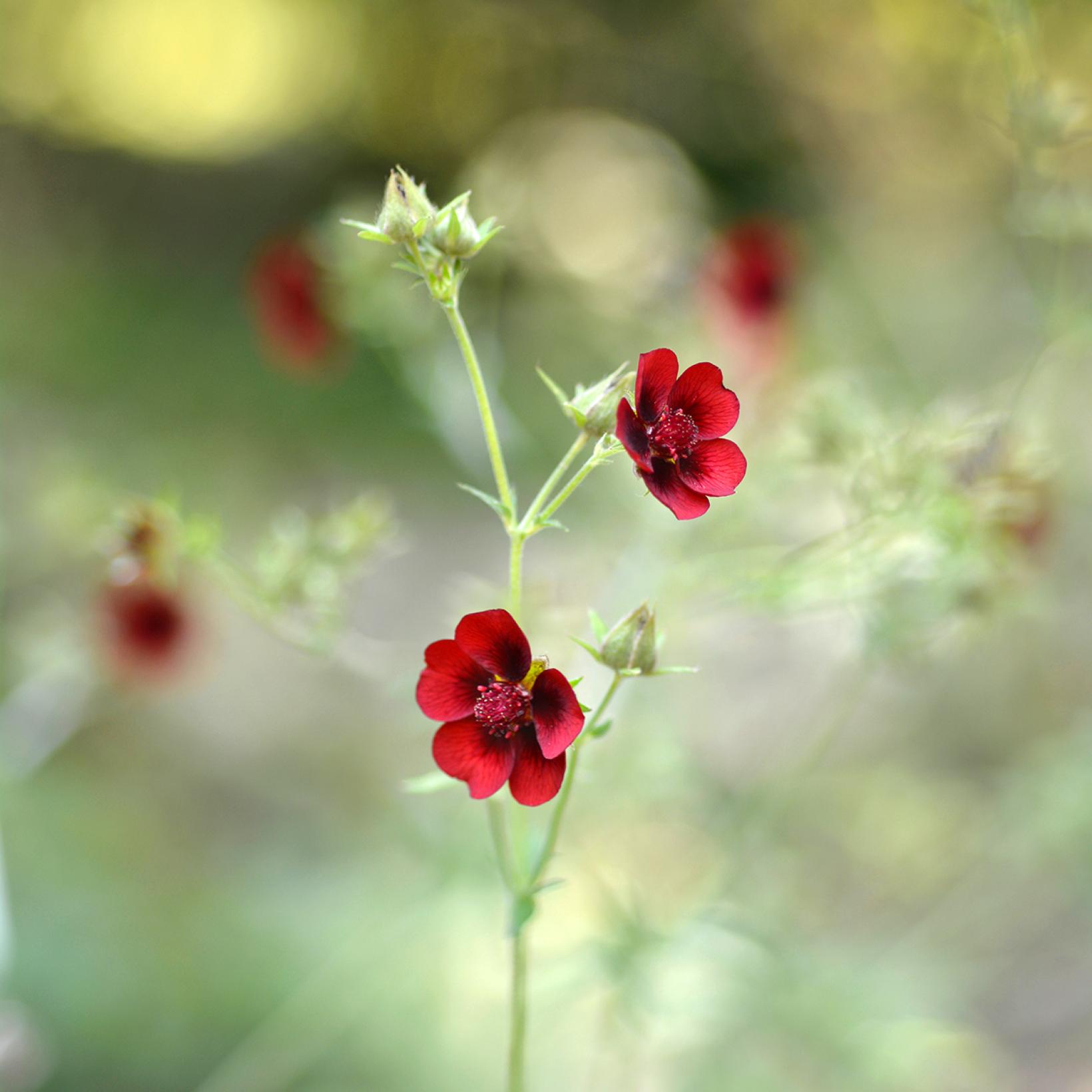 Potentilla atrosanguinea - Potentille sanguine - Vivace rustique à ...