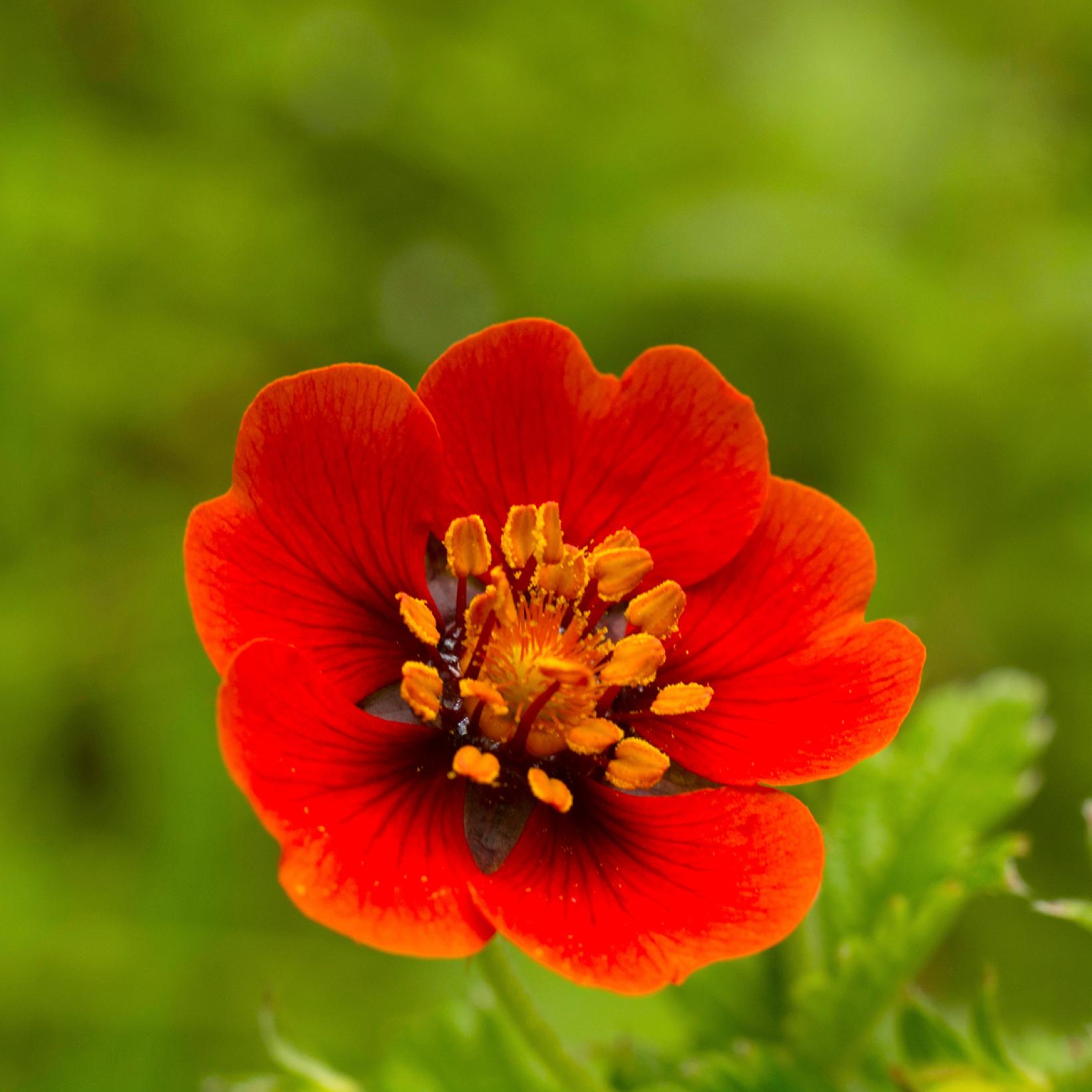 Potentilla atrosanguinea - Potentille sanguine - Vivace rustique à ...