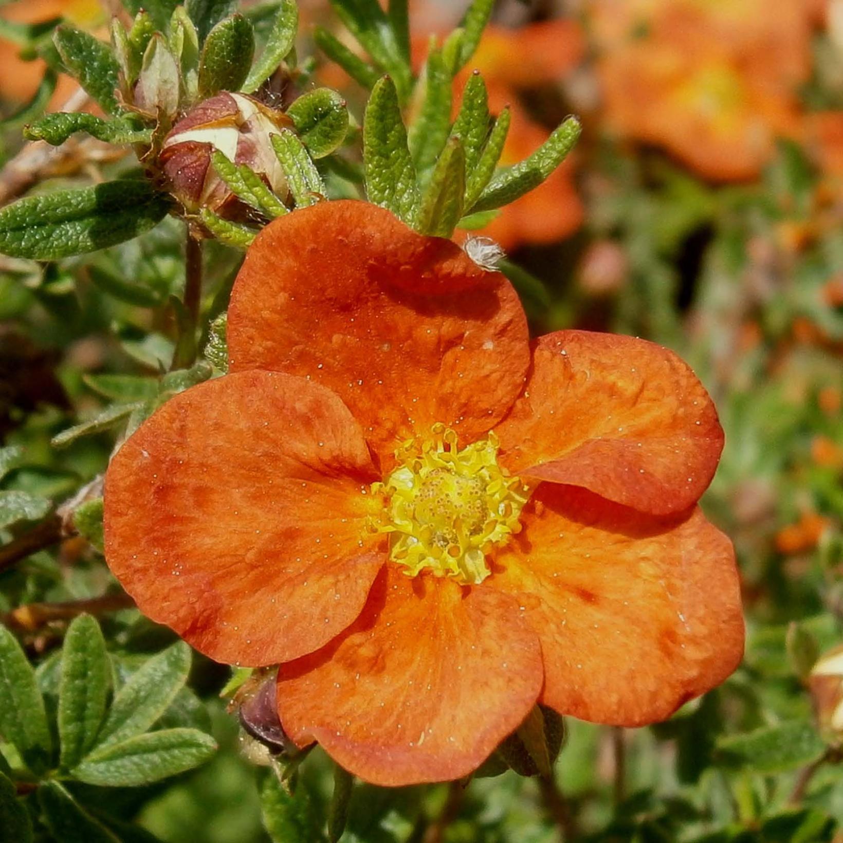 Potentilla fruticosa Red Ace - Potentille arbustive à fleurs rouge orangé