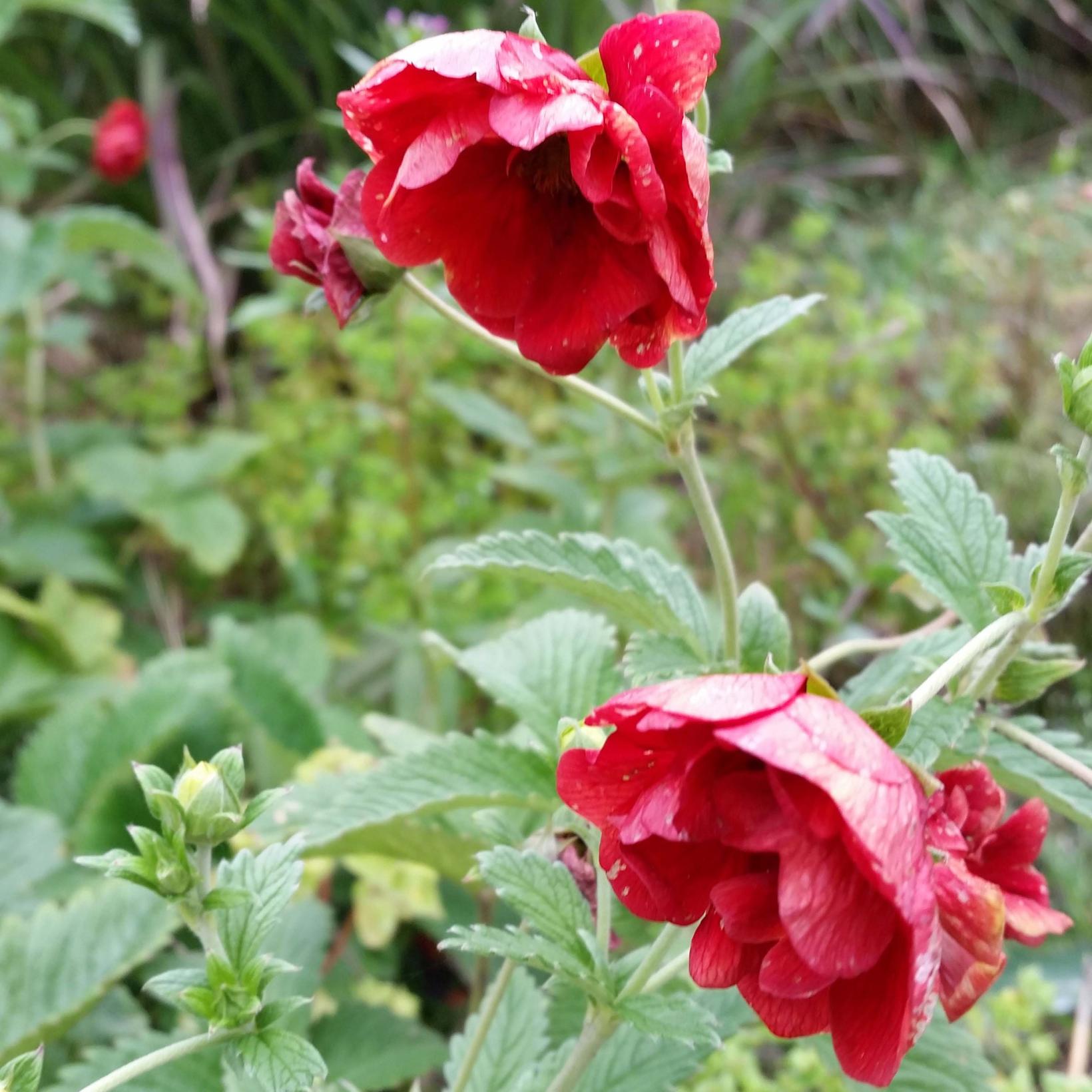 Potentilla Arc en Ciel - Potentille vivace, couvre sol à fleurs doubles ...