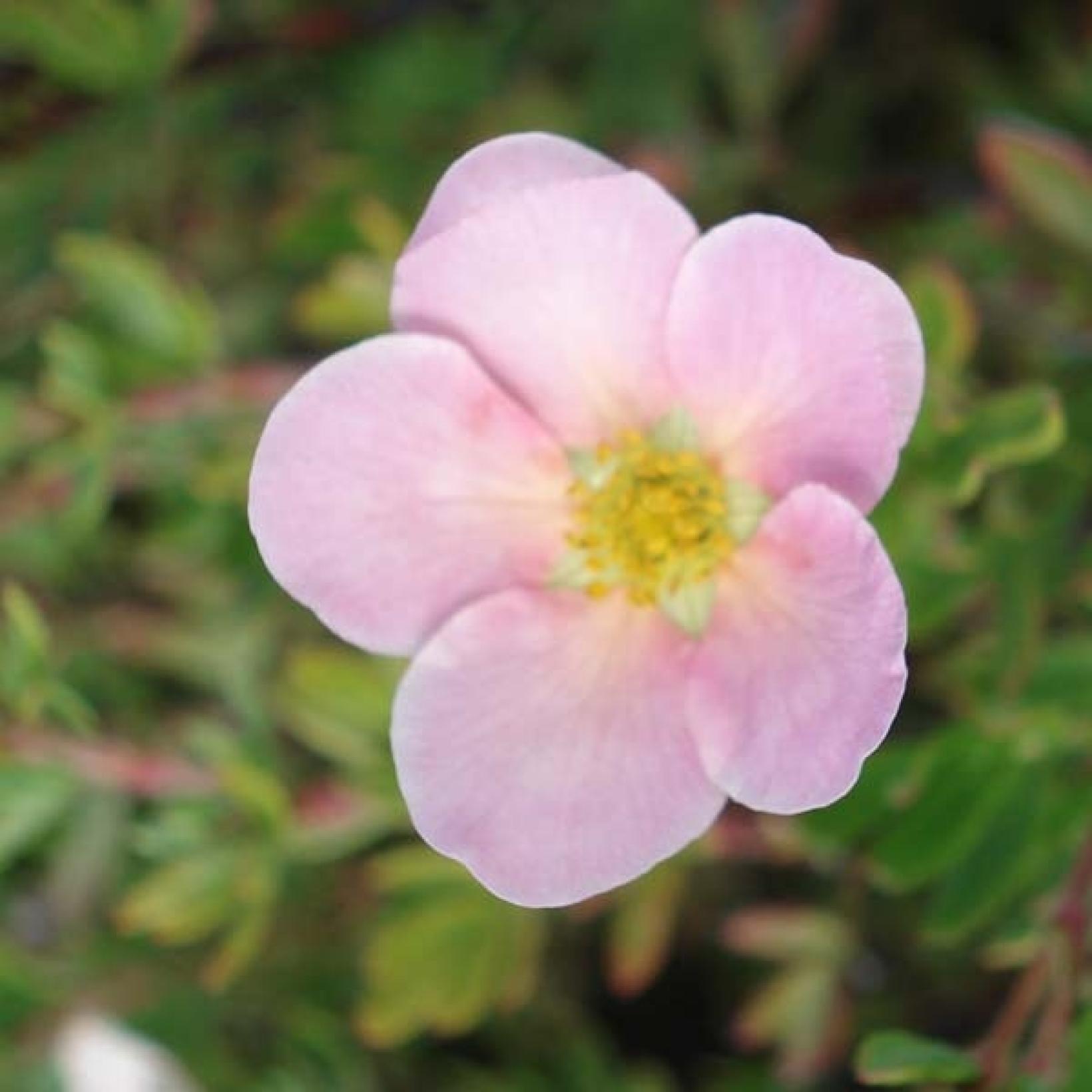 Potentilla fruticosa Princess Pink Queen – Potentille à fleurs roses