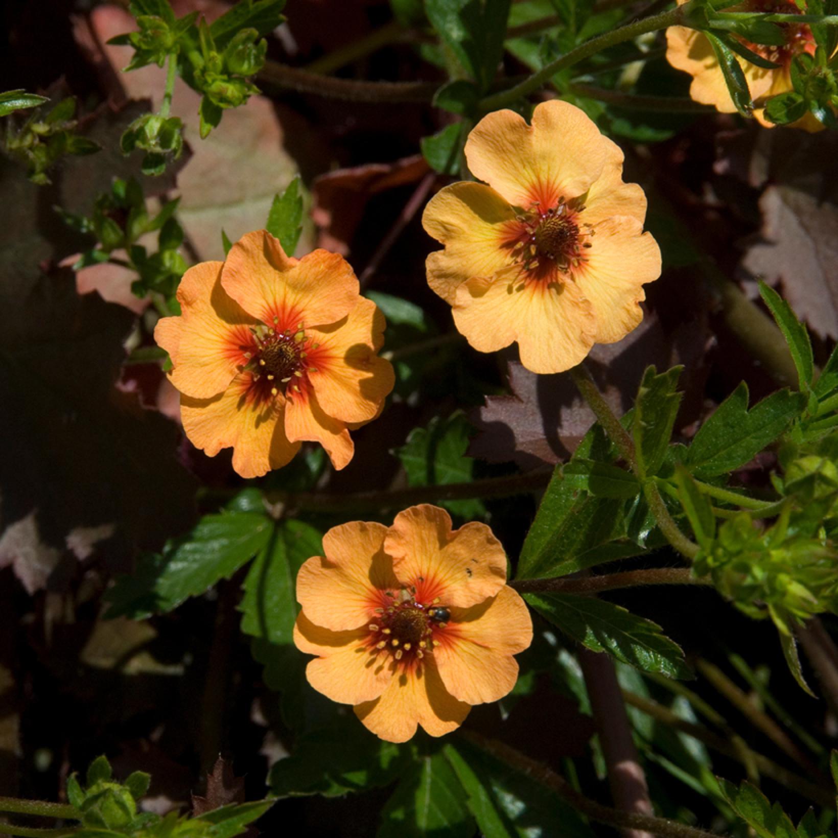 Potentilla x tonguei - Potentille - Une vivace aux charmantes fleurs ...