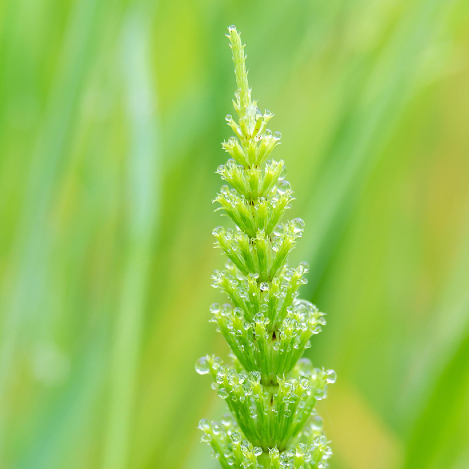 Equisetum fluviatile - Prêle des rivières ou des eaux - Vivace de berge ...