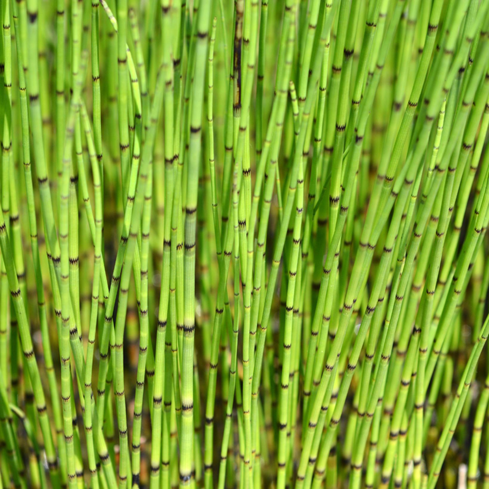 Equisetum fluviatile - Prêle des rivières ou des eaux - Vivace de berge ...