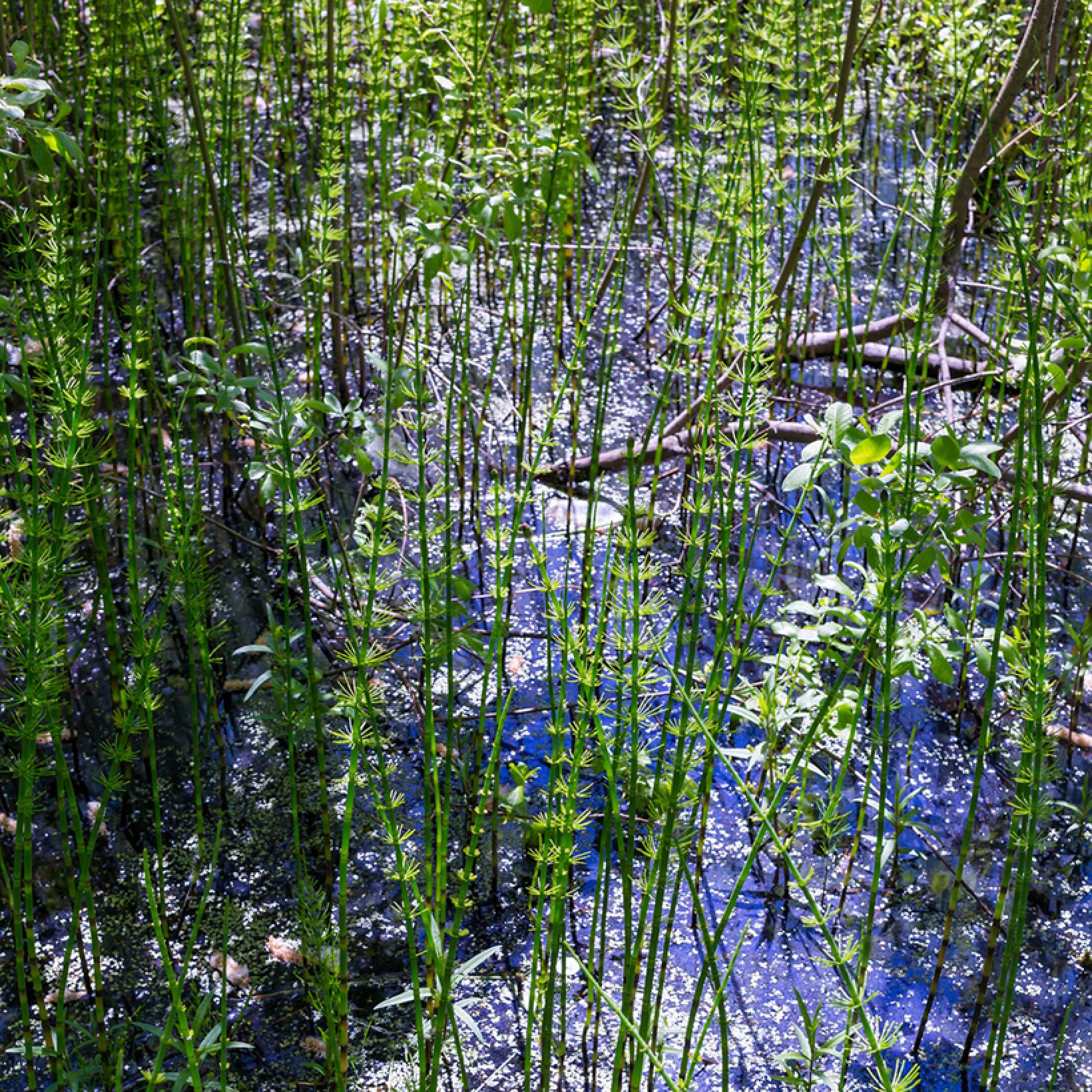 Equisetum fluviatile - Prêle des rivières ou des eaux - Vivace de berge ...