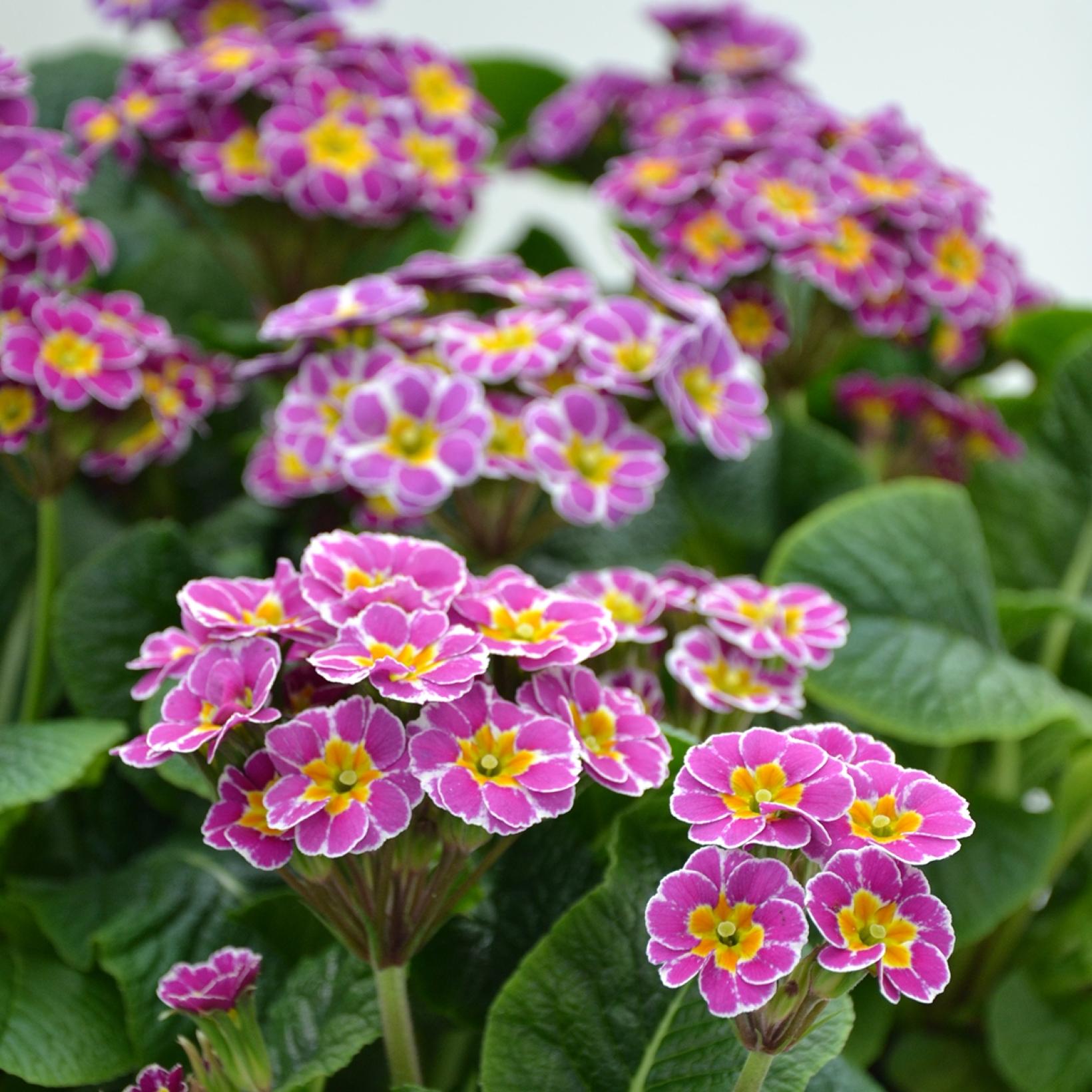 Primevère - Primula Violet Laced - Des fleurs rose violacé à liseré ...