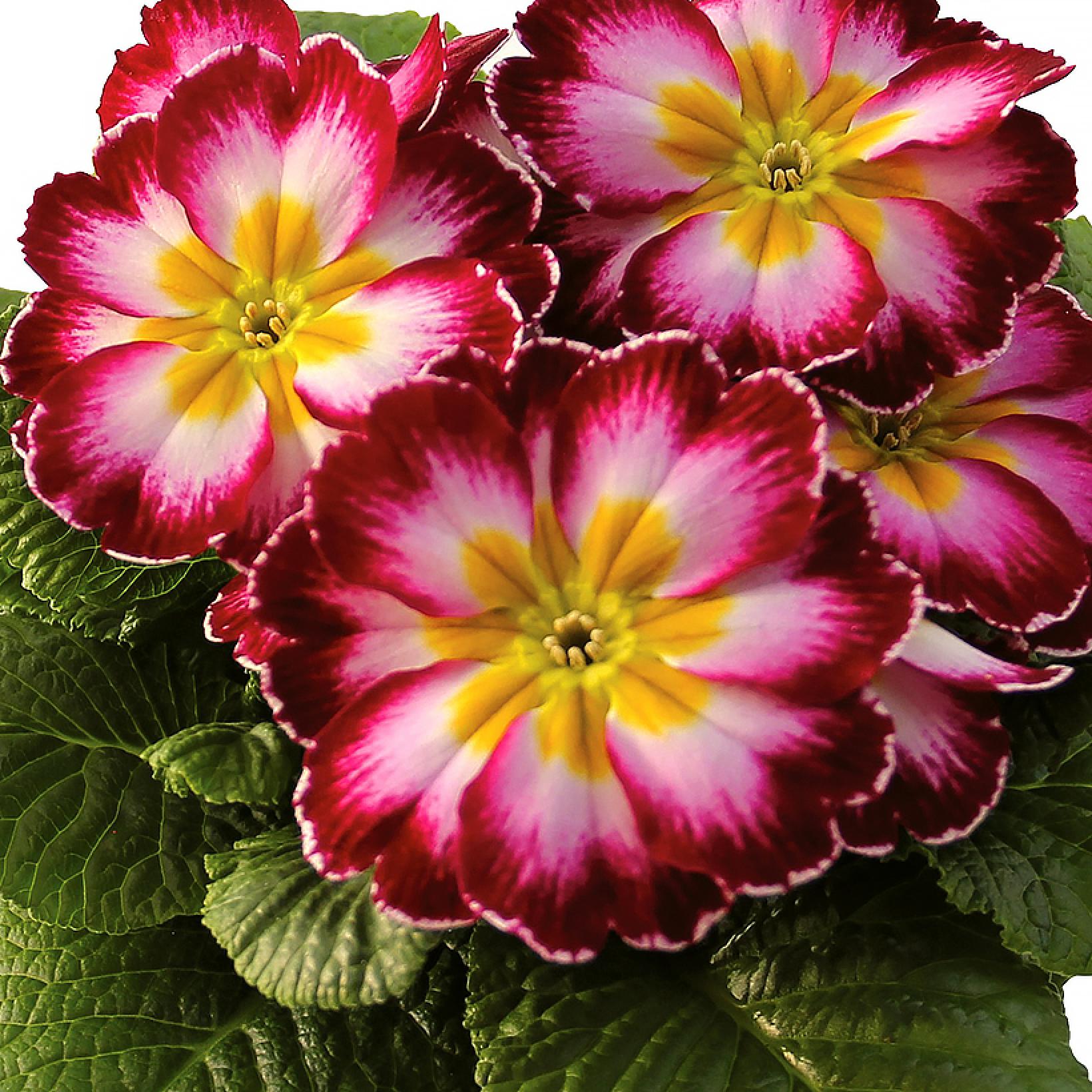 Primula acaulis Rambo F1 Purple Flame - Primevère des jardins à fleurs ...