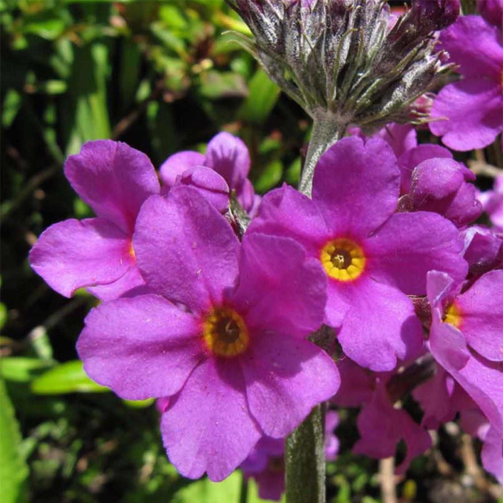 Primula beesiana - Primevère candélabre à fleurs roses