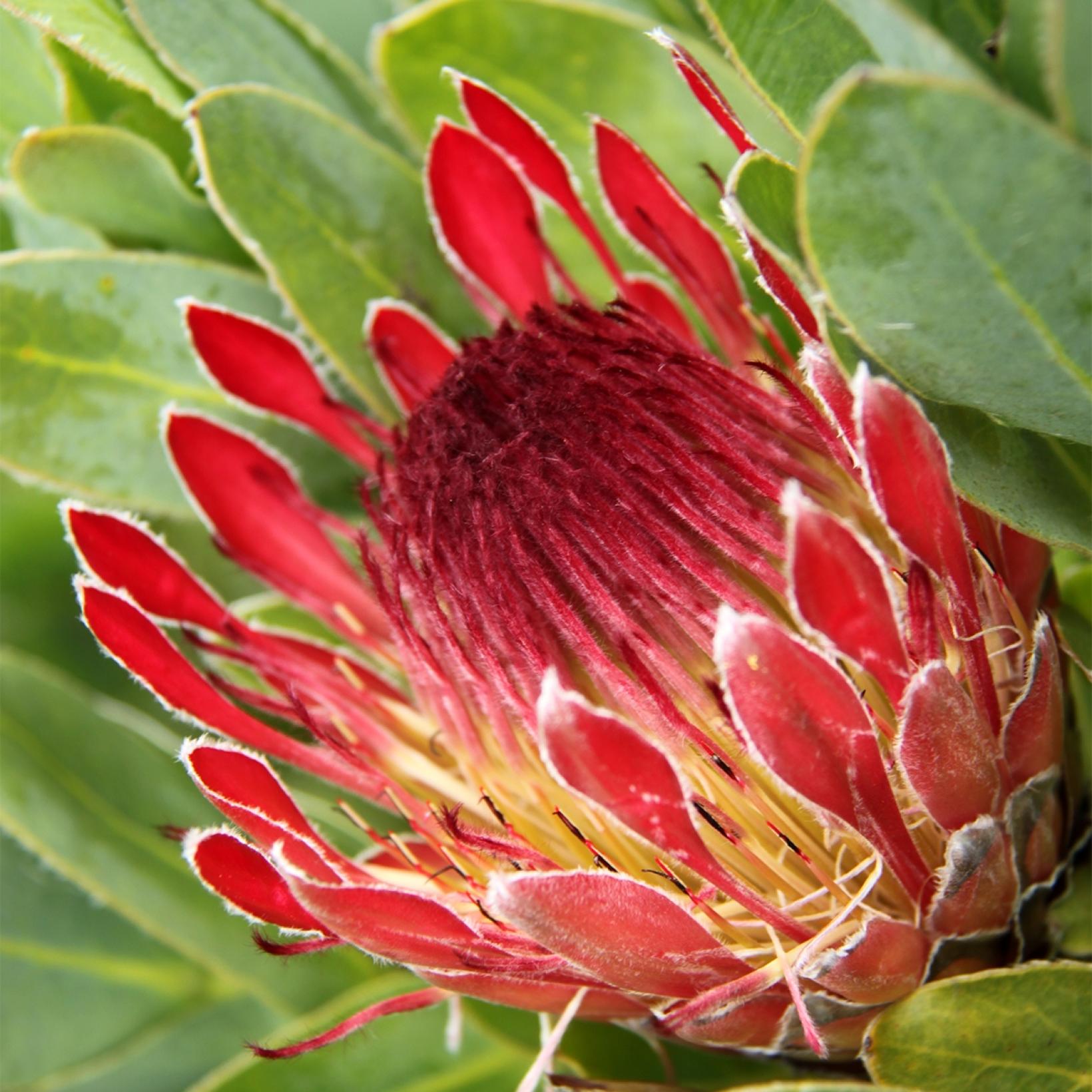 Protea eximia - Protée arbustive sud africaine à larges feuilles et ...