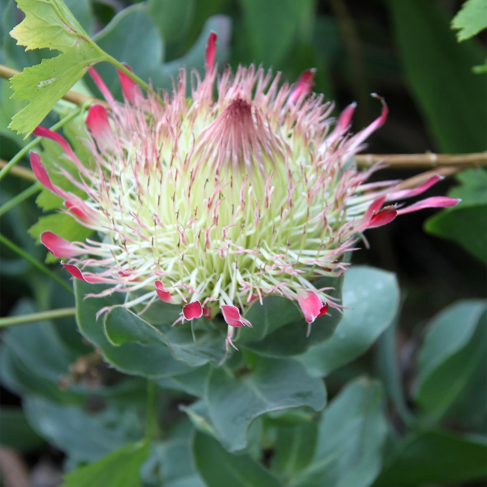 Protea eximia - Protée arbustive sud africaine à larges feuilles et ...