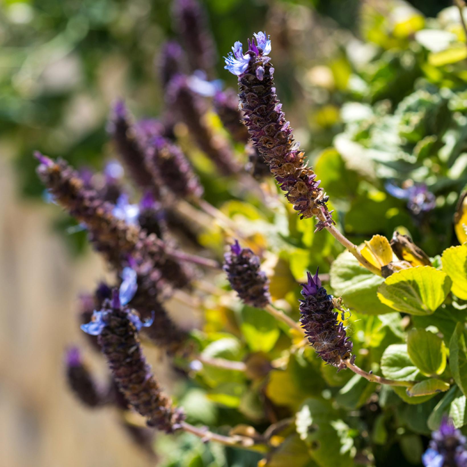 Brunelle commune - Prunella vulgaris - Vivace aux épis de fleurs bleu ...