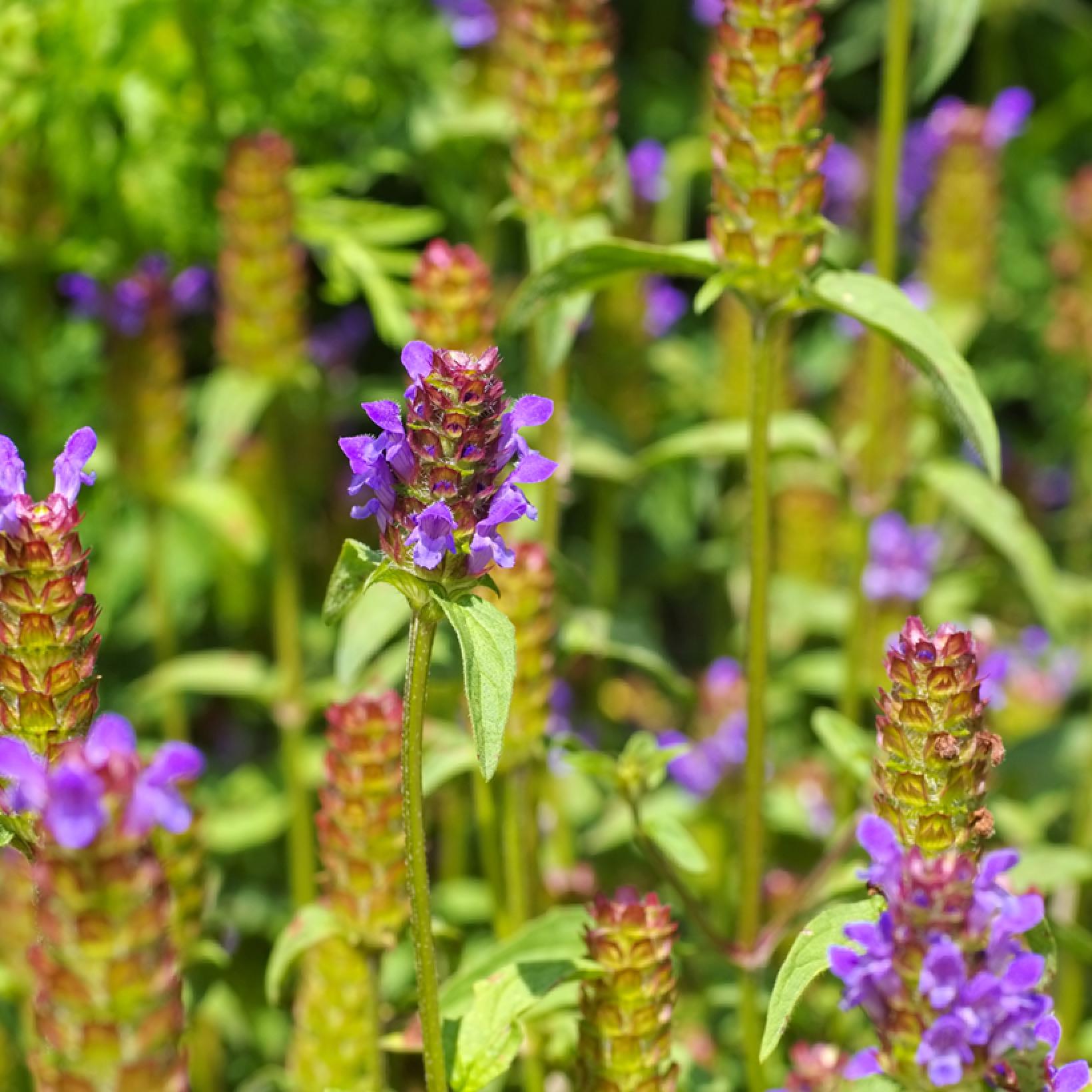 Brunelle commune - Prunella vulgaris - Vivace aux épis de fleurs bleu ...