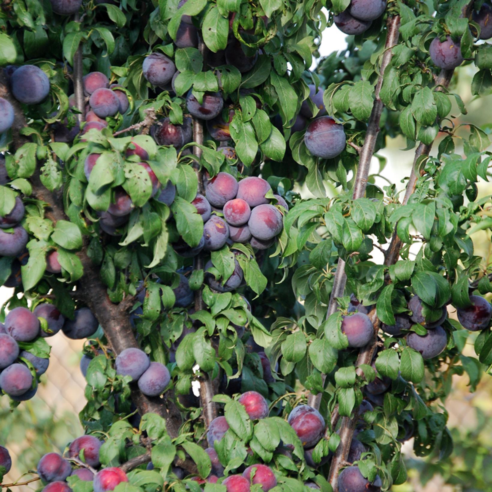Prunier japonais Black Amber - Variété semi-tardive à grosses prunes ...