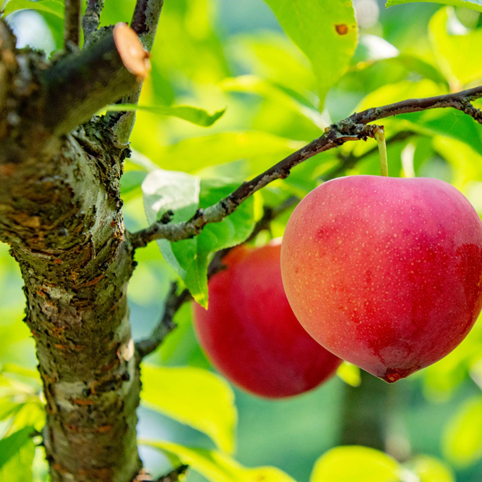Prunier japonais Methley ou Metley - Variété autofertile précoce à ...