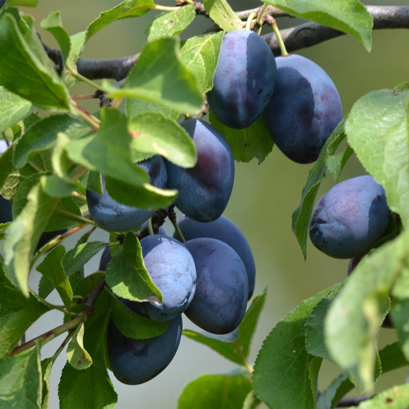Prunier nain Fruit Me Plum Me - Variété autofertile à prunes violettes ...