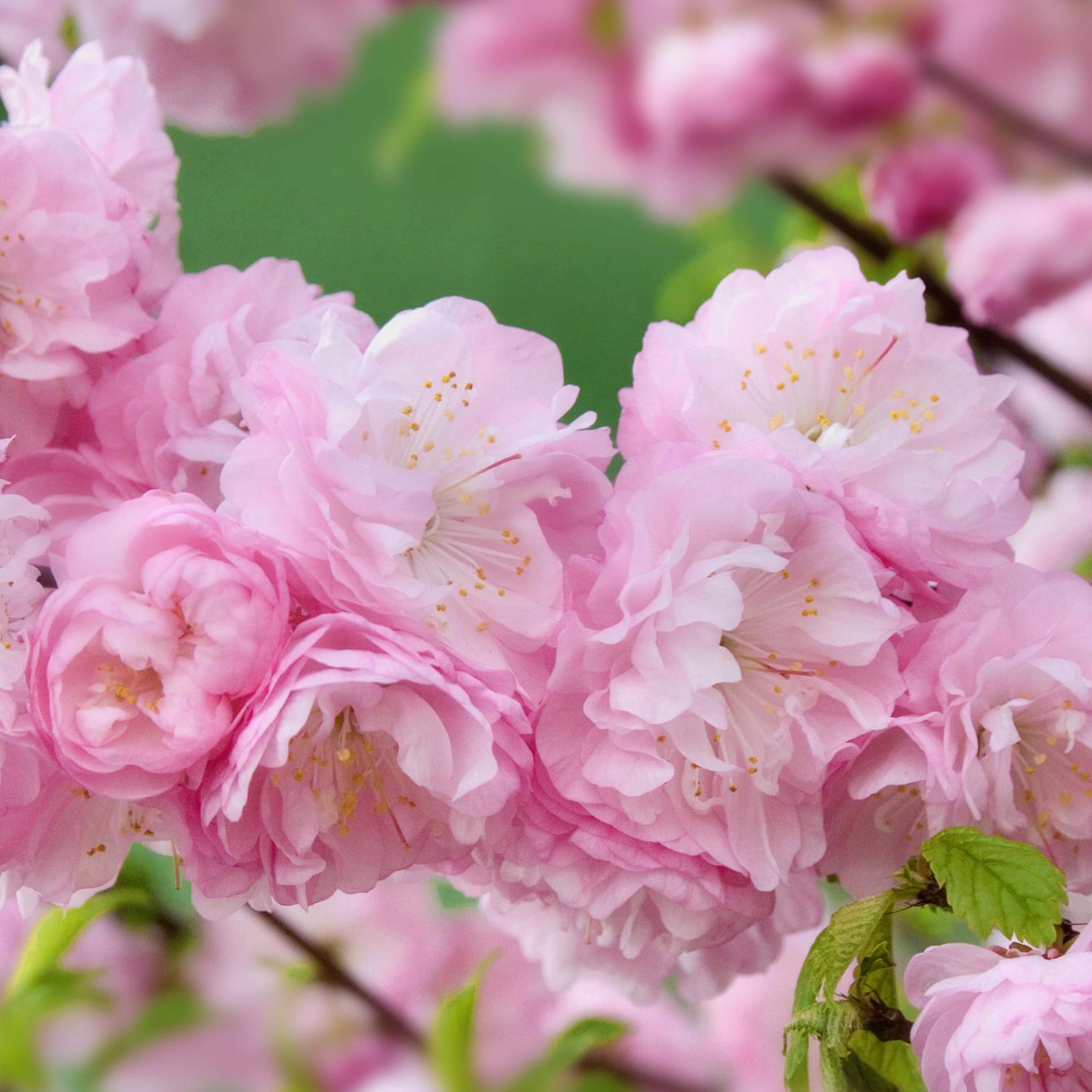Prunus triloba Multiplex - Amandier de Chine aux pompons rose tendre