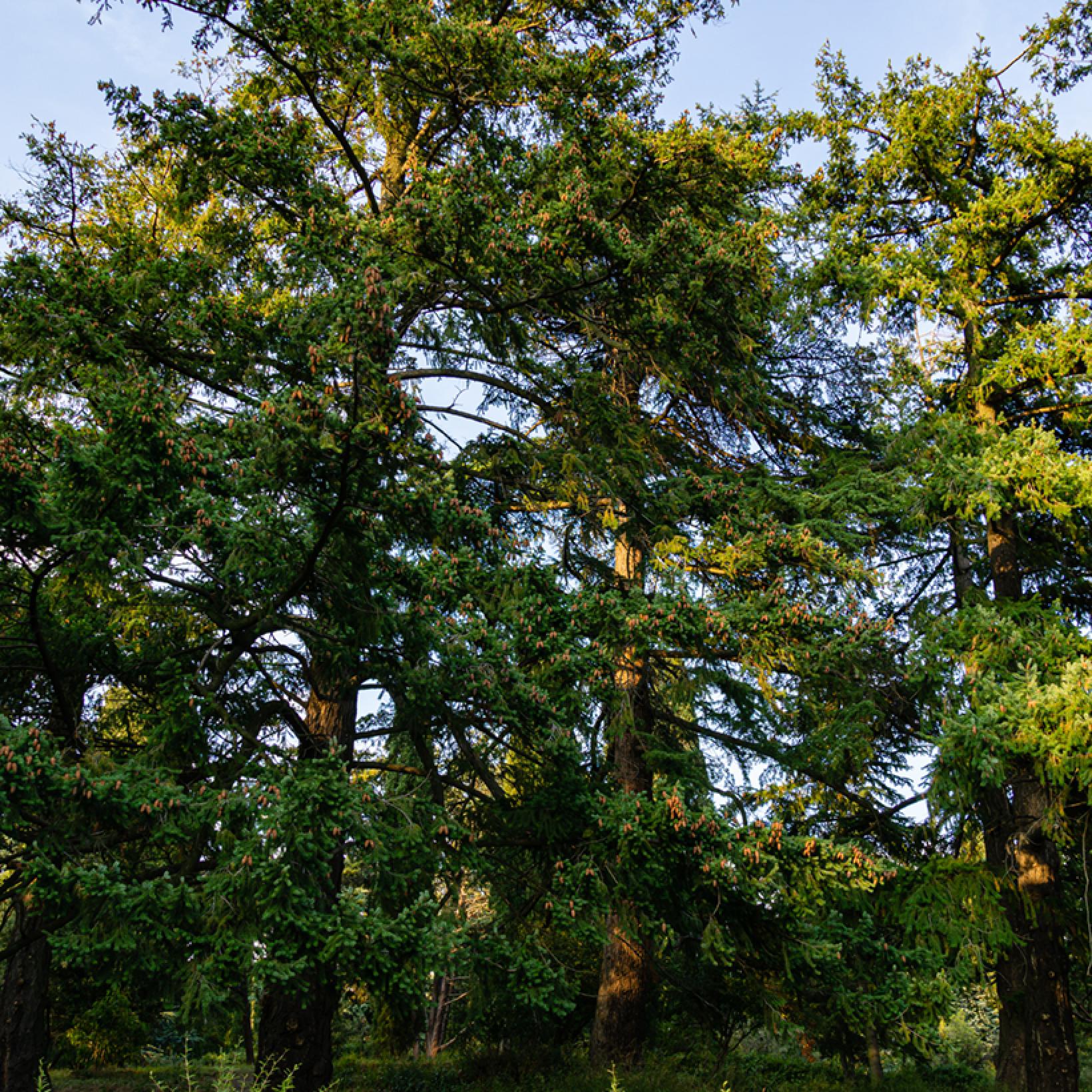 Pseudotsuga menziesii ou douglasii – Sapin ou pin Douglas de l'Oregon ...