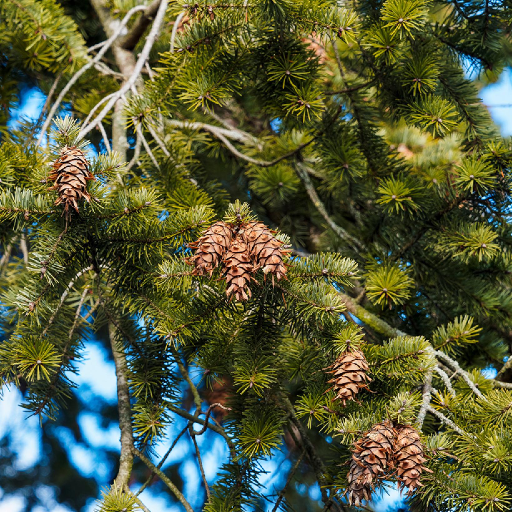 Pseudotsuga menziesii ou douglasii – Sapin ou pin Douglas de l'Oregon ...